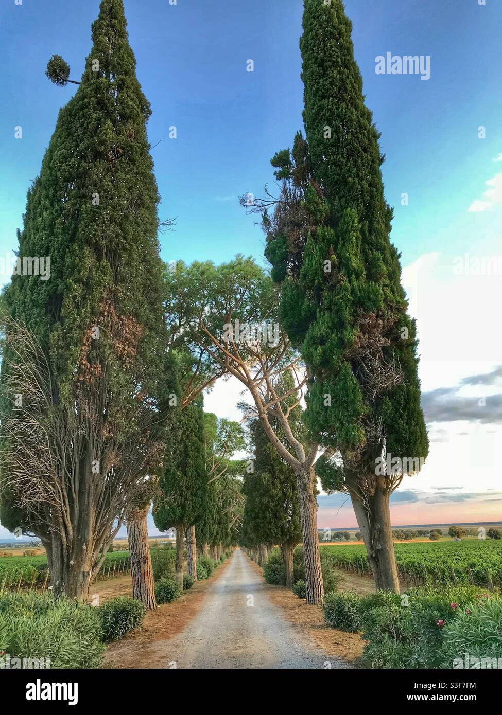 Treelined driveway hi-res stock photography and images - Alamy