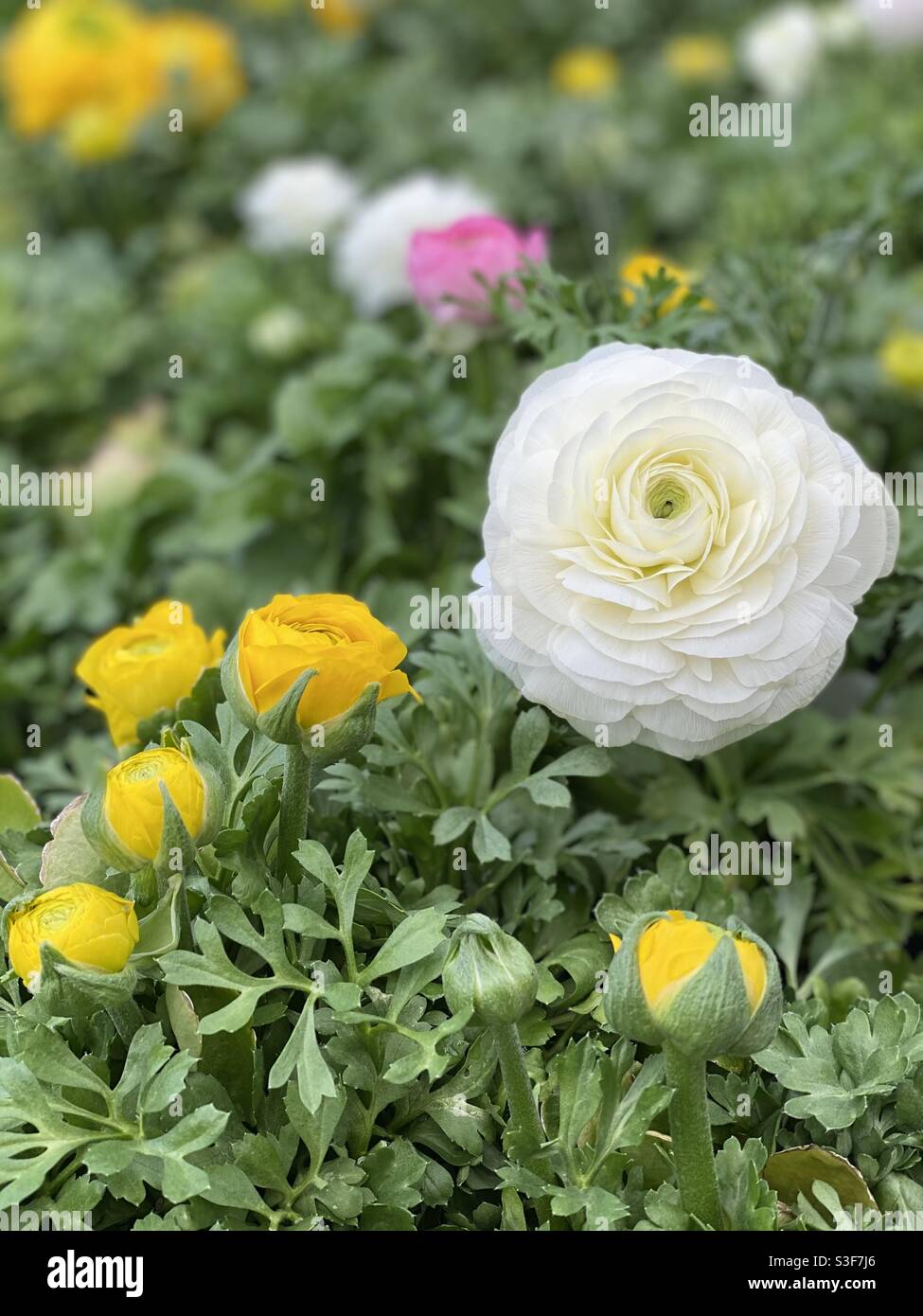 A brilliant white ranunculus flower with smaller yellow flowers and ...