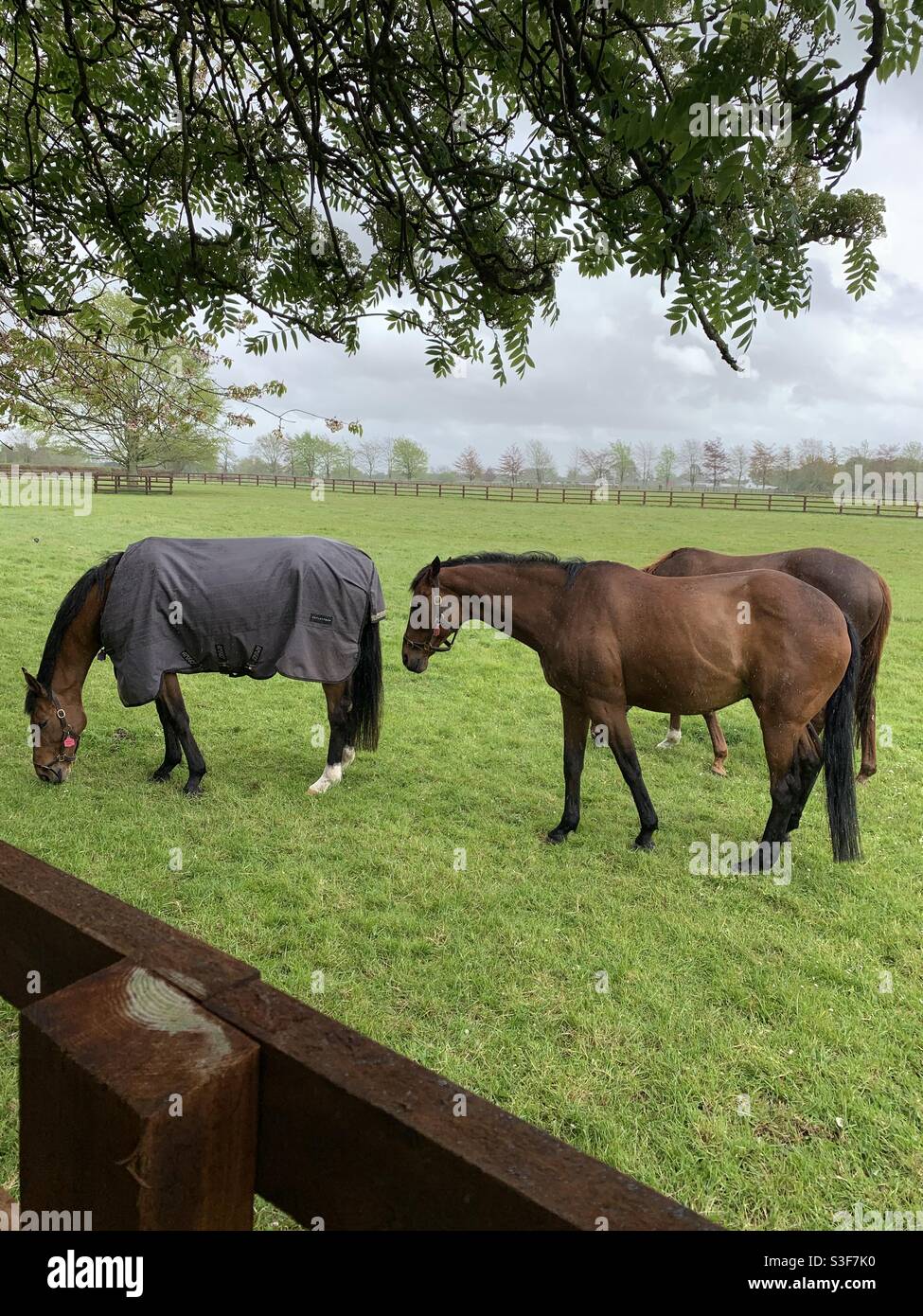 Retirement Horses High Resolution Stock Photography and Images - Alamy