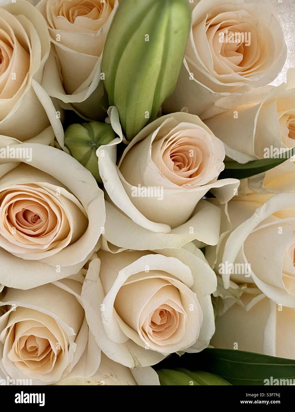 Cream roses hi-res stock photography and images - Alamy