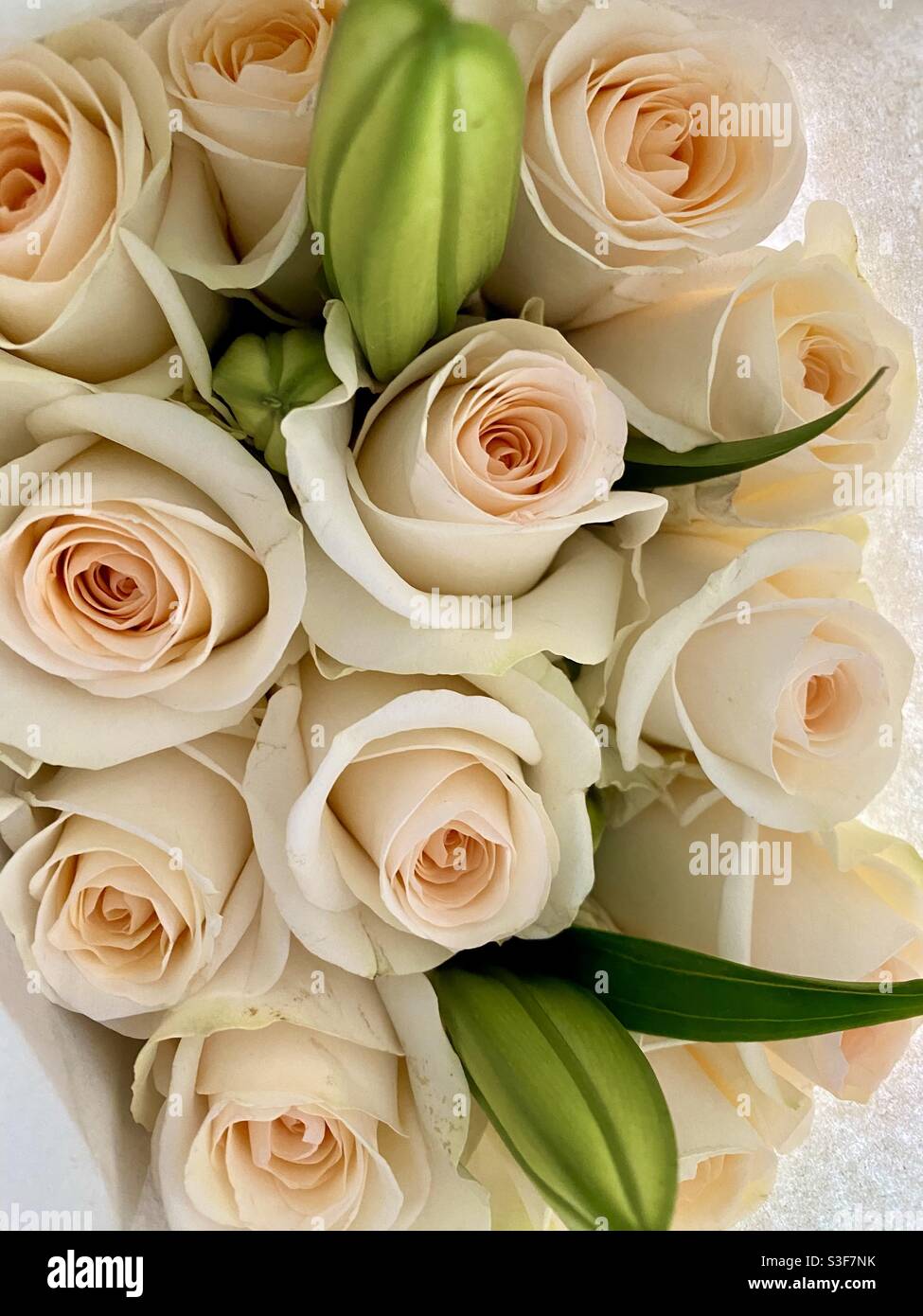 Cream roses hi-res stock photography and images - Alamy