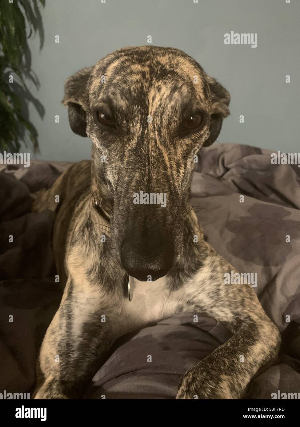 Happy Greyhound on bed Stock Photo - Alamy