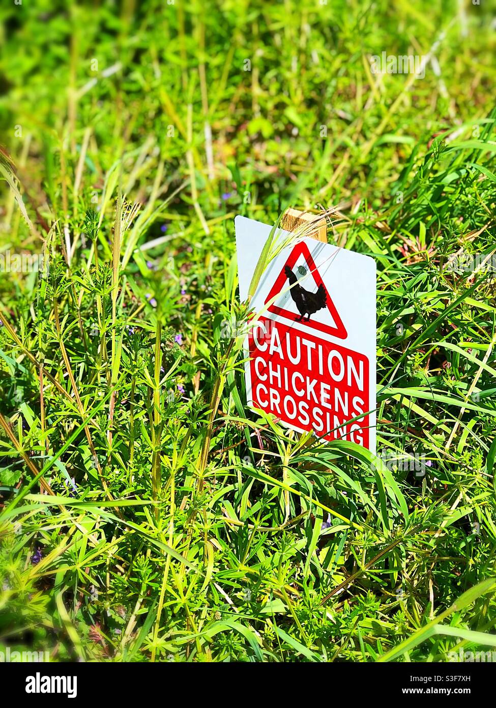 Caution chickens crossing sign Stock Photo - Alamy