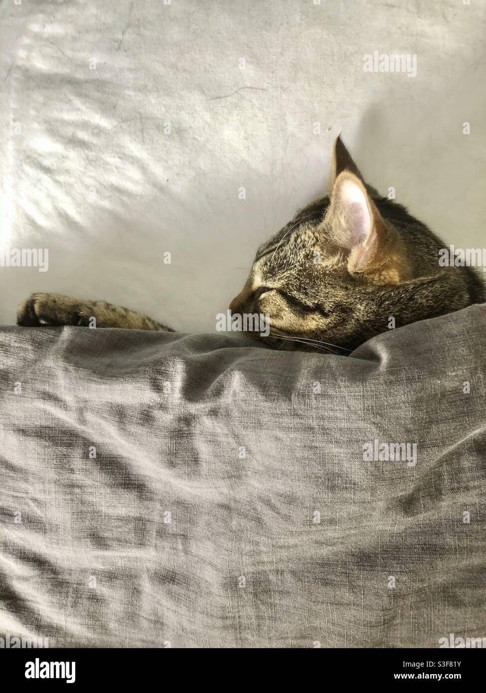 Cat in bed Stock Photo - Alamy