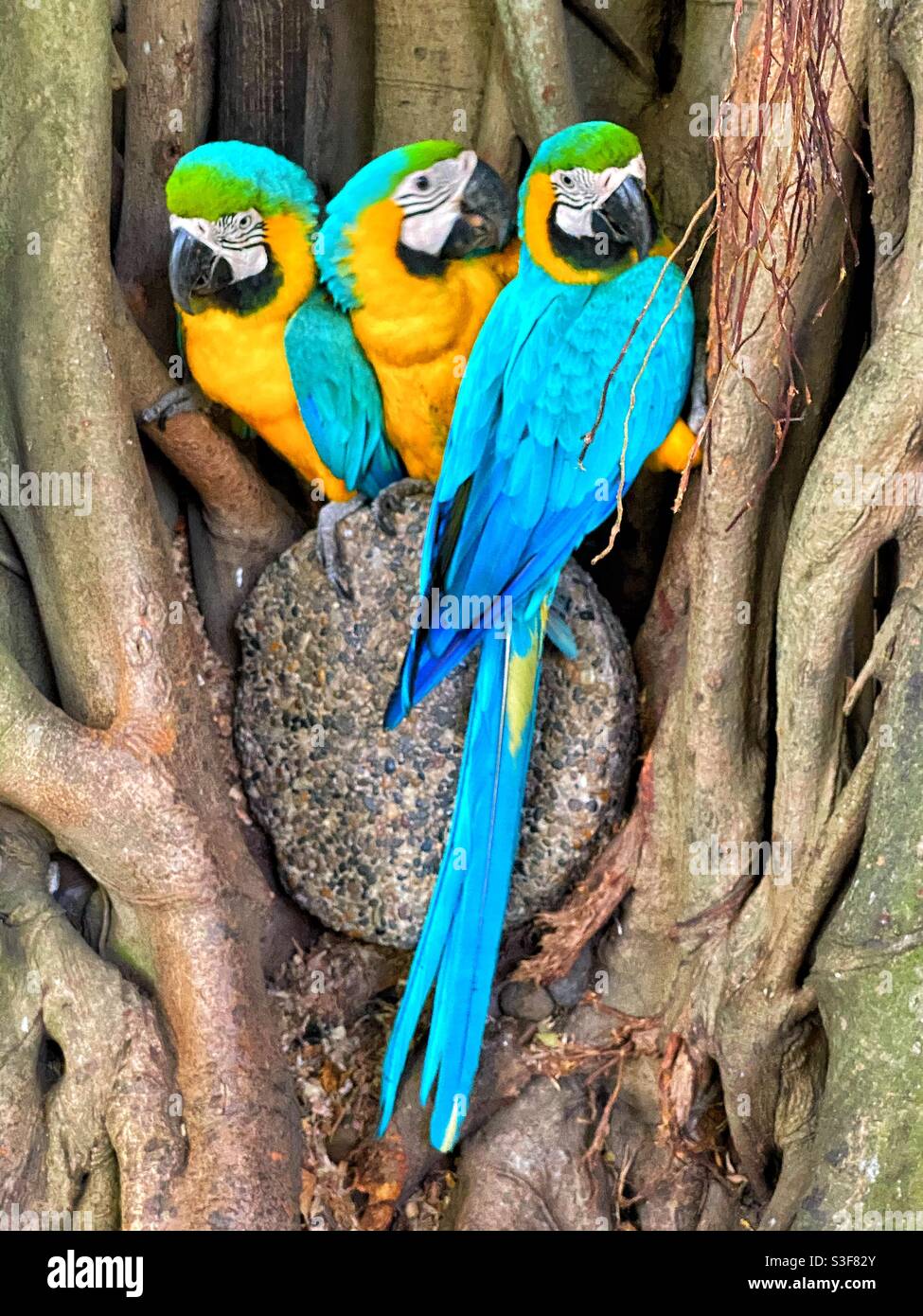 Trio of birds hi-res stock photography and images - Alamy