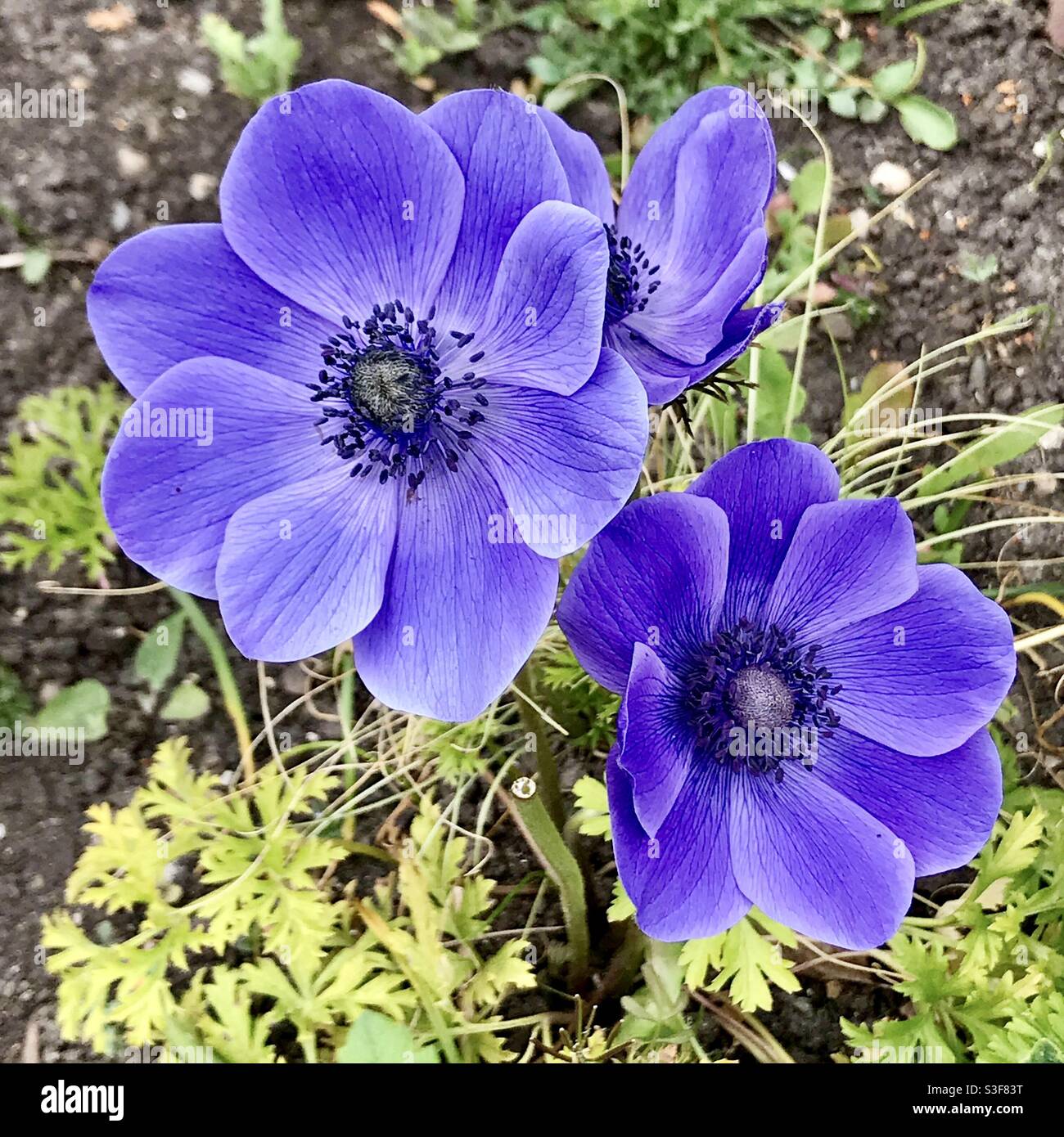 Lilies Of The Field High Resolution Stock Photography and Images - Alamy