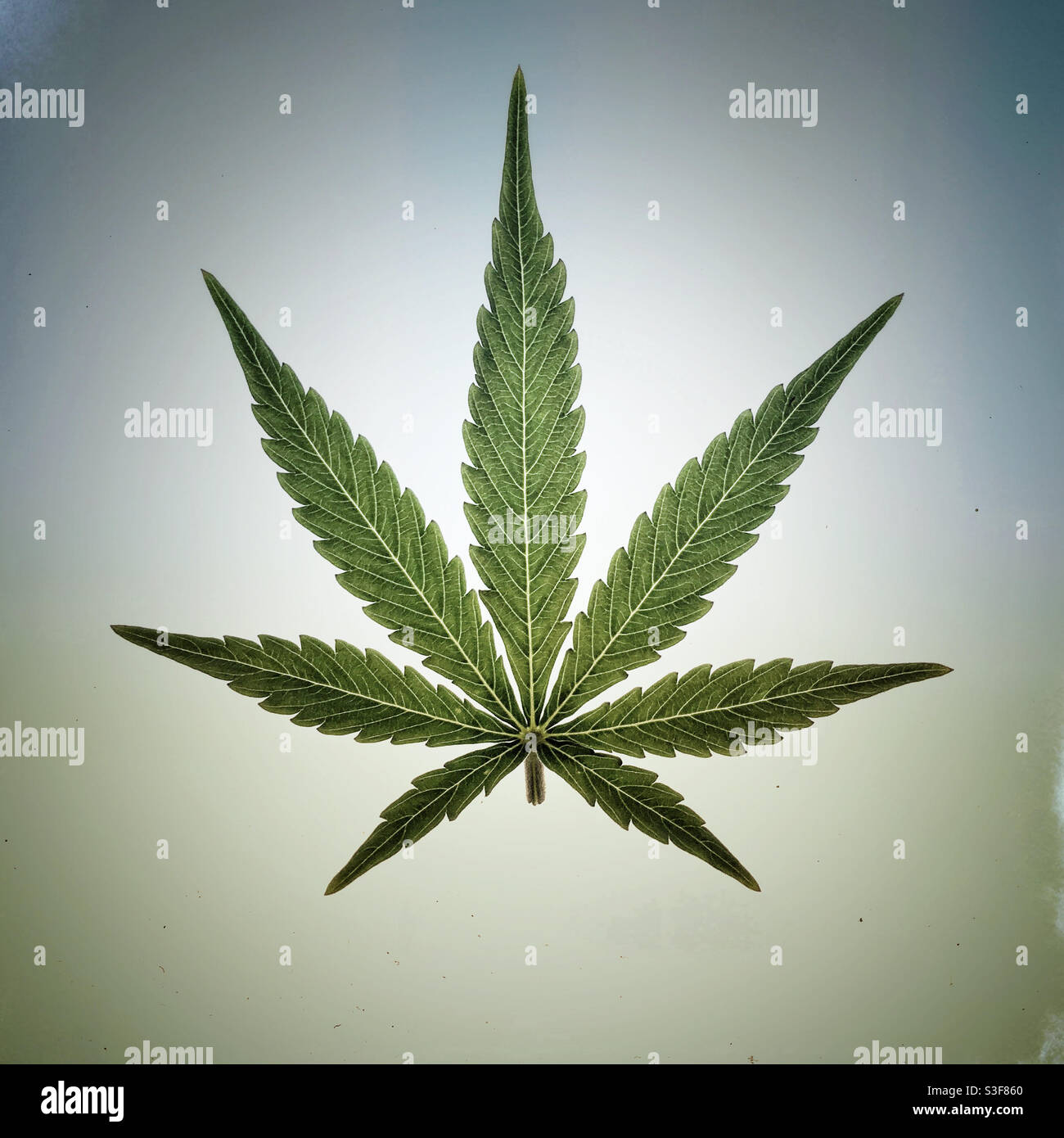 Cannabis 4 hi-res stock photography and images - Alamy