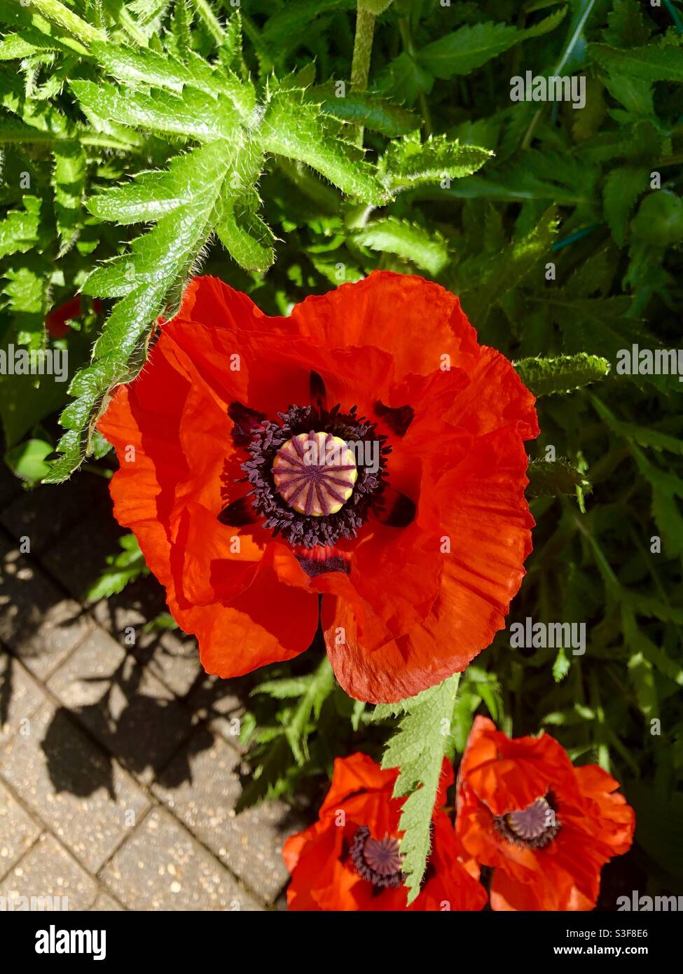Giant poppy hi-res stock photography and images - Alamy