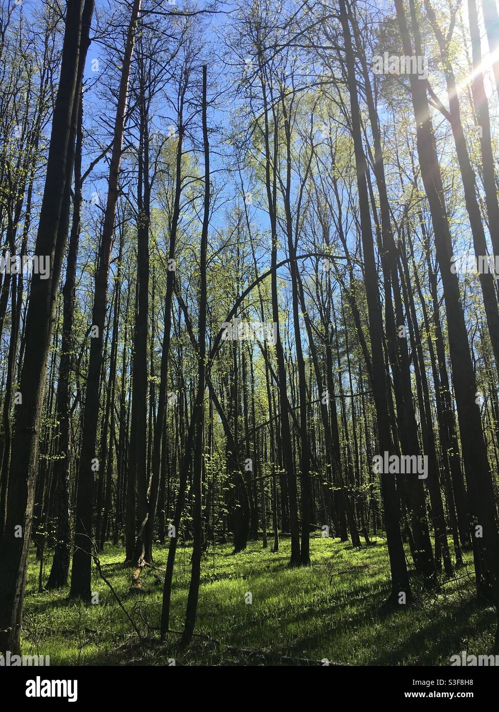 Russia tree hi-res stock photography and images - Alamy