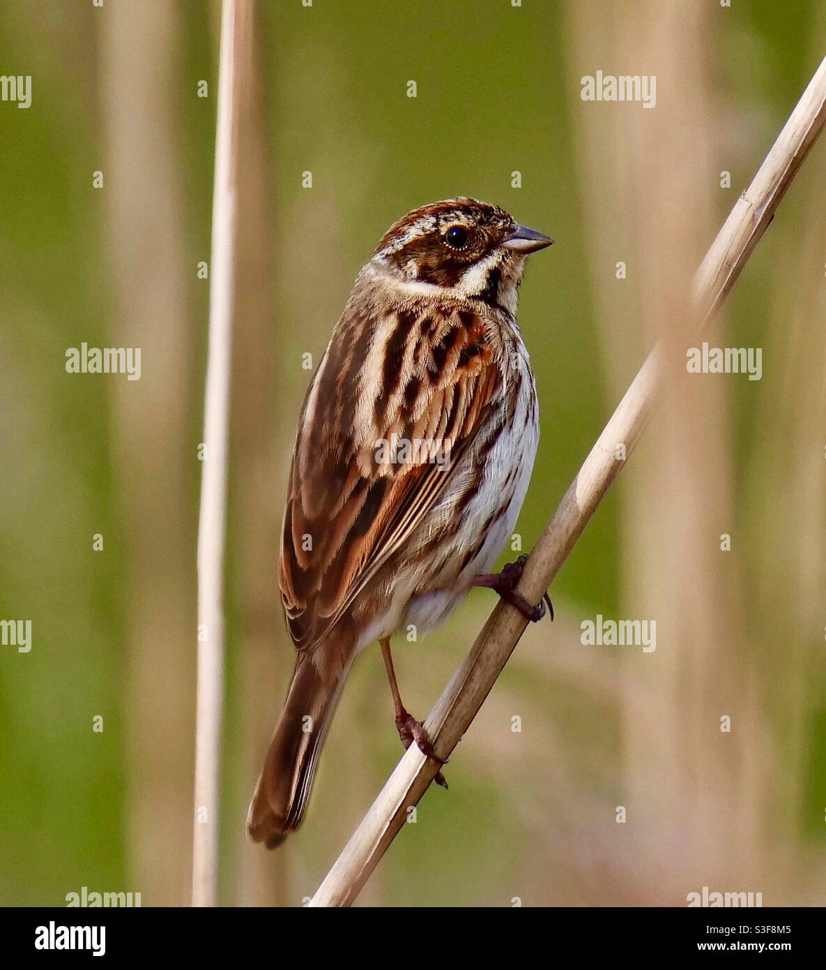 Reed bed wildlife hi-res stock photography and images - Alamy