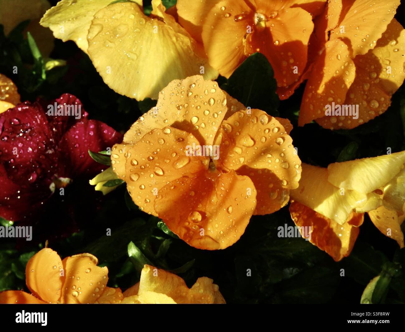 Wet orange flowers hi-res stock photography and images - Alamy