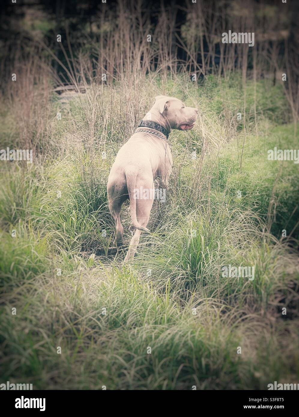 Pit bull walking hi-res stock photography and images - Alamy