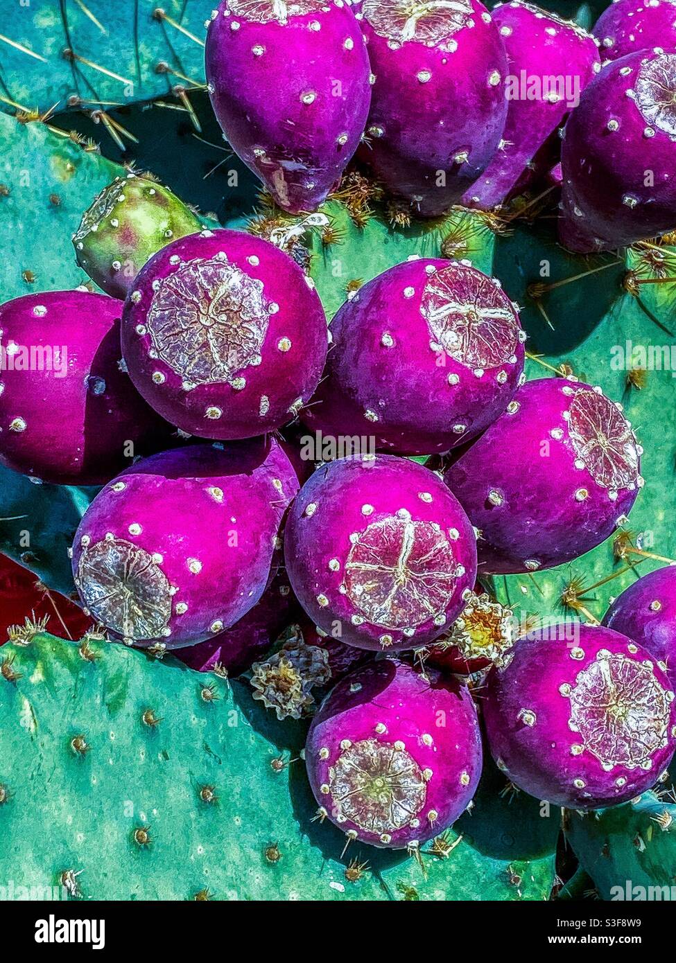 Pink fruit of the prickly pear cactus hi-res stock photography and ...