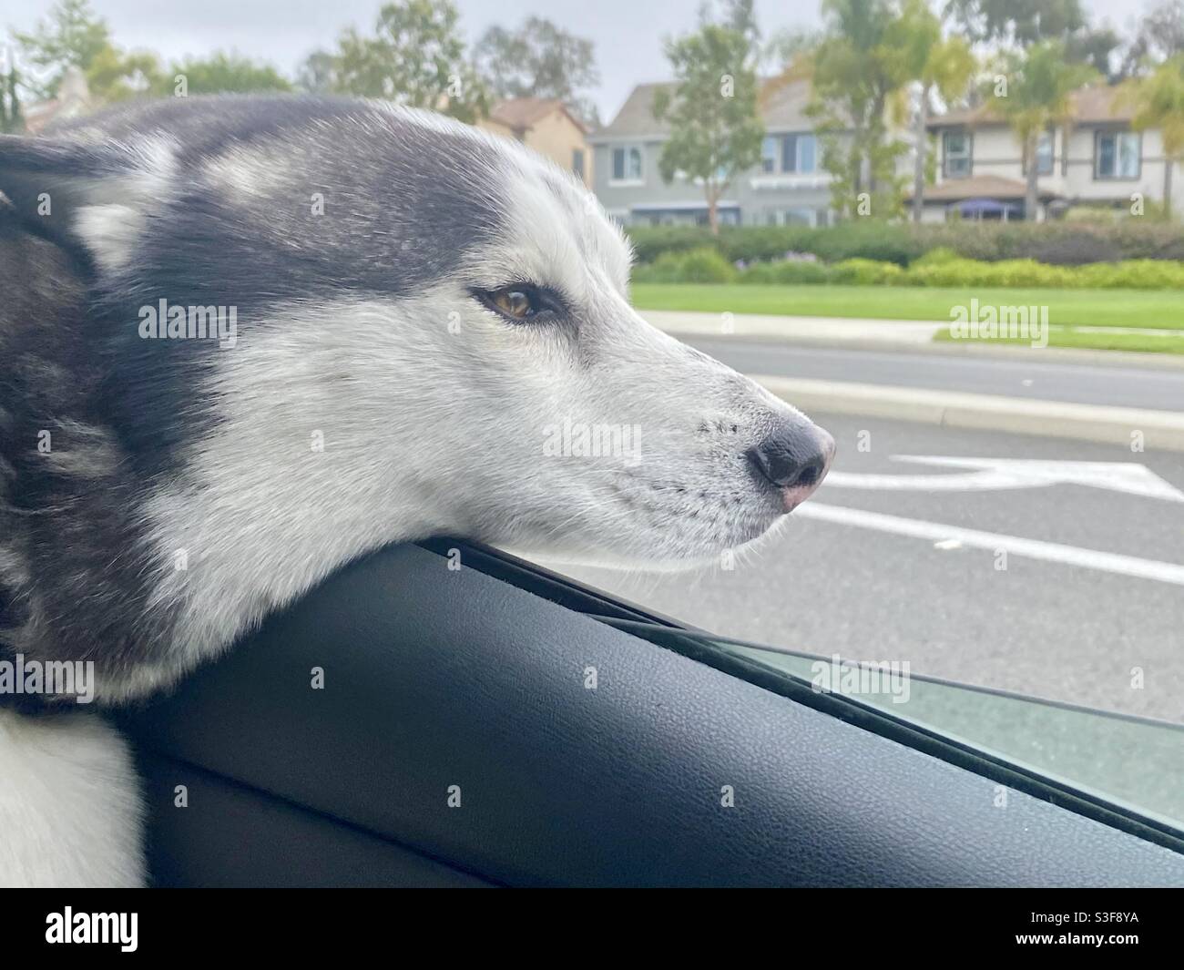 Dog wind car hi-res stock photography and images - Alamy