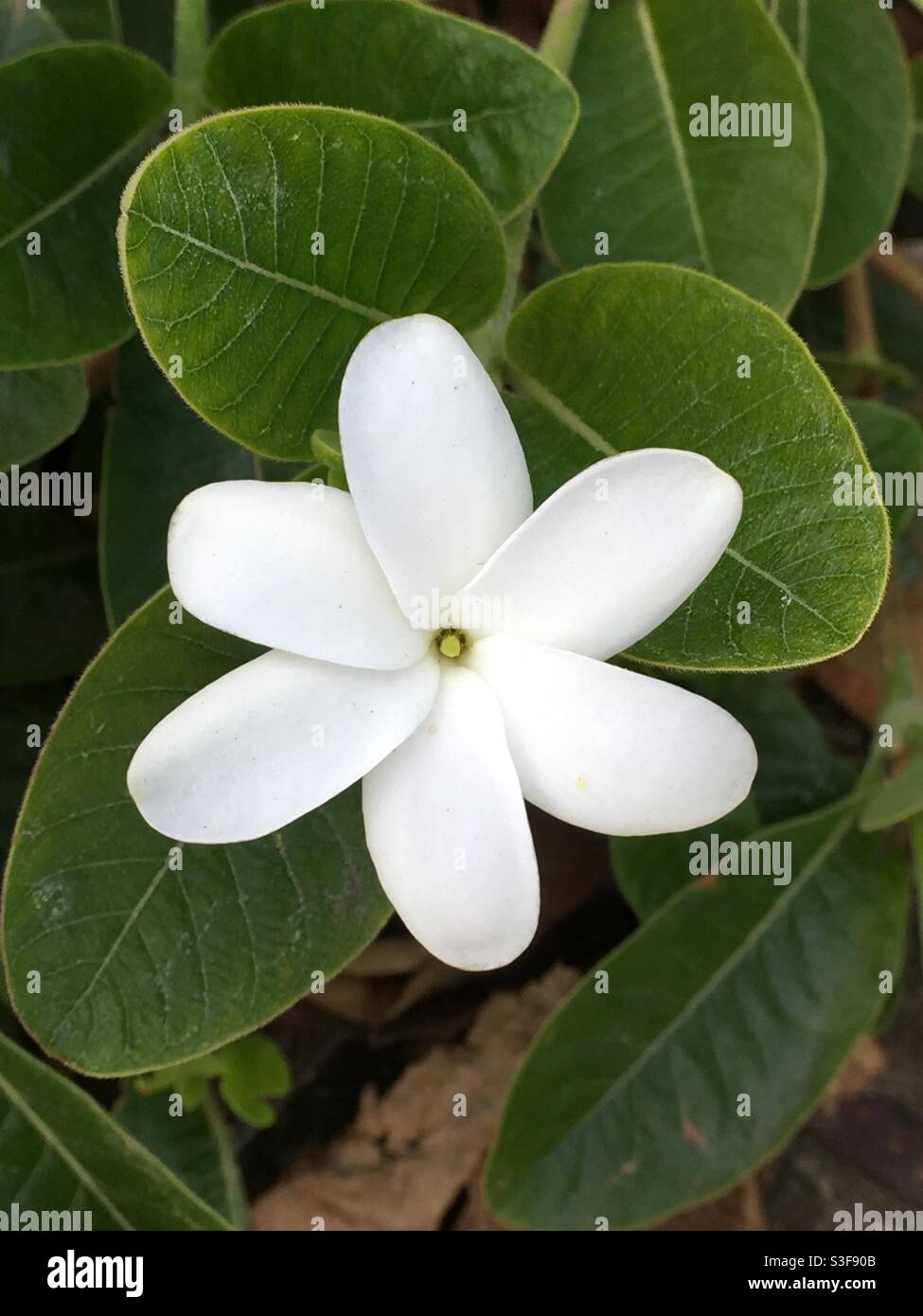 Polynesian flower hi-res stock photography and images - Alamy
