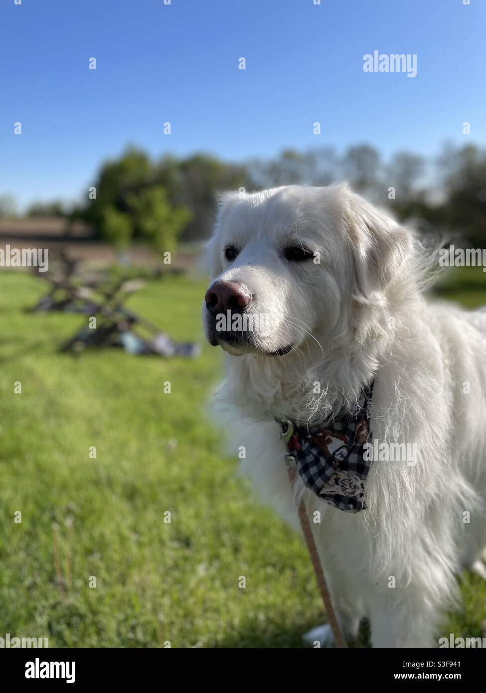 Great Pyrenees mix outdoors Stock Photo - Alamy
