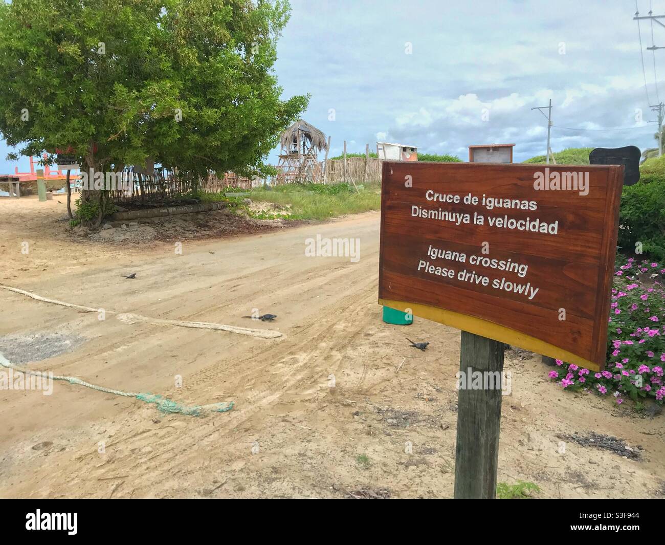Iguana Crossing sign on Isabela Island, Galapagos Islands, Ecuador ...
