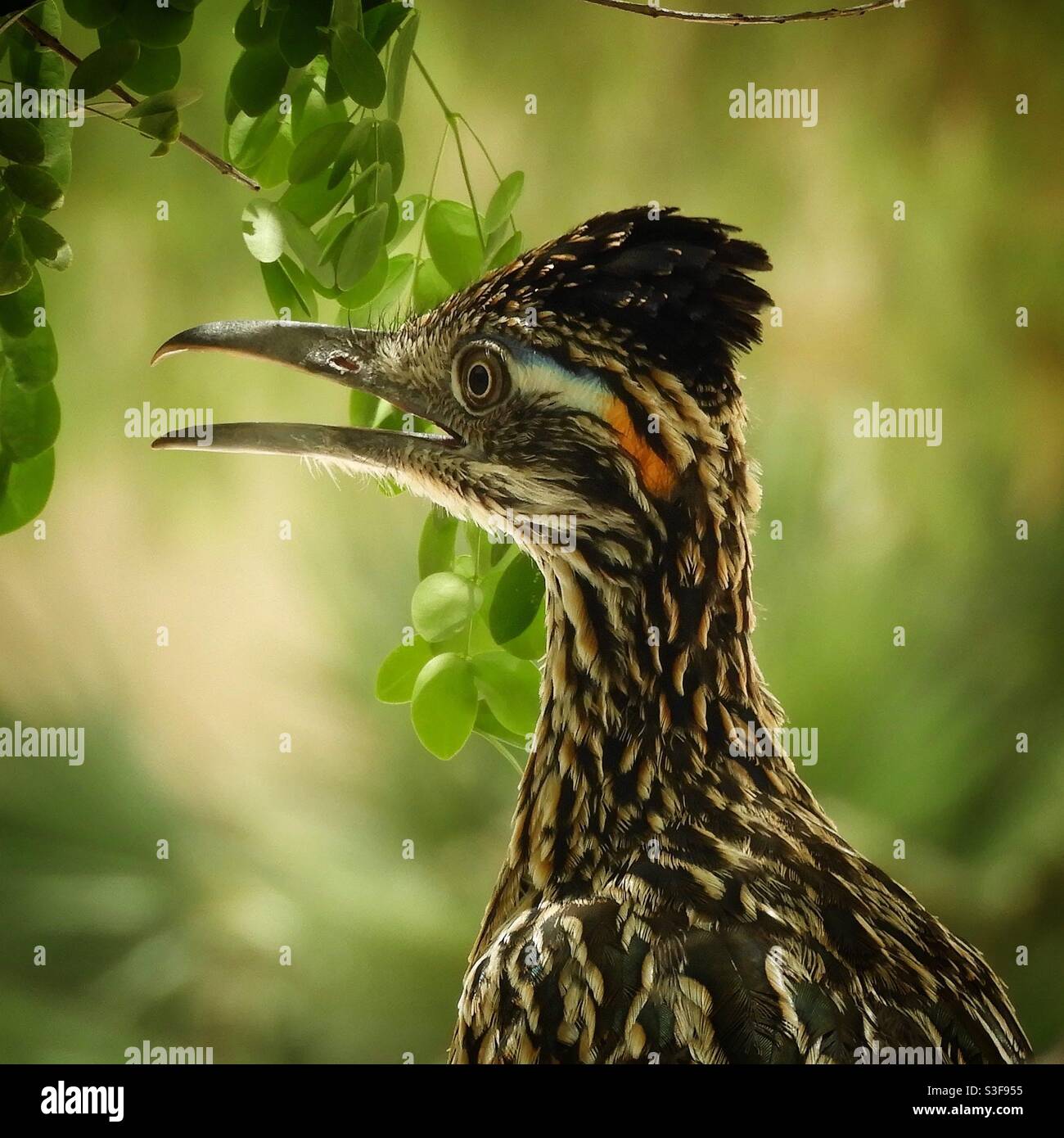 Roadrunner bird hi-res stock photography and images - Alamy