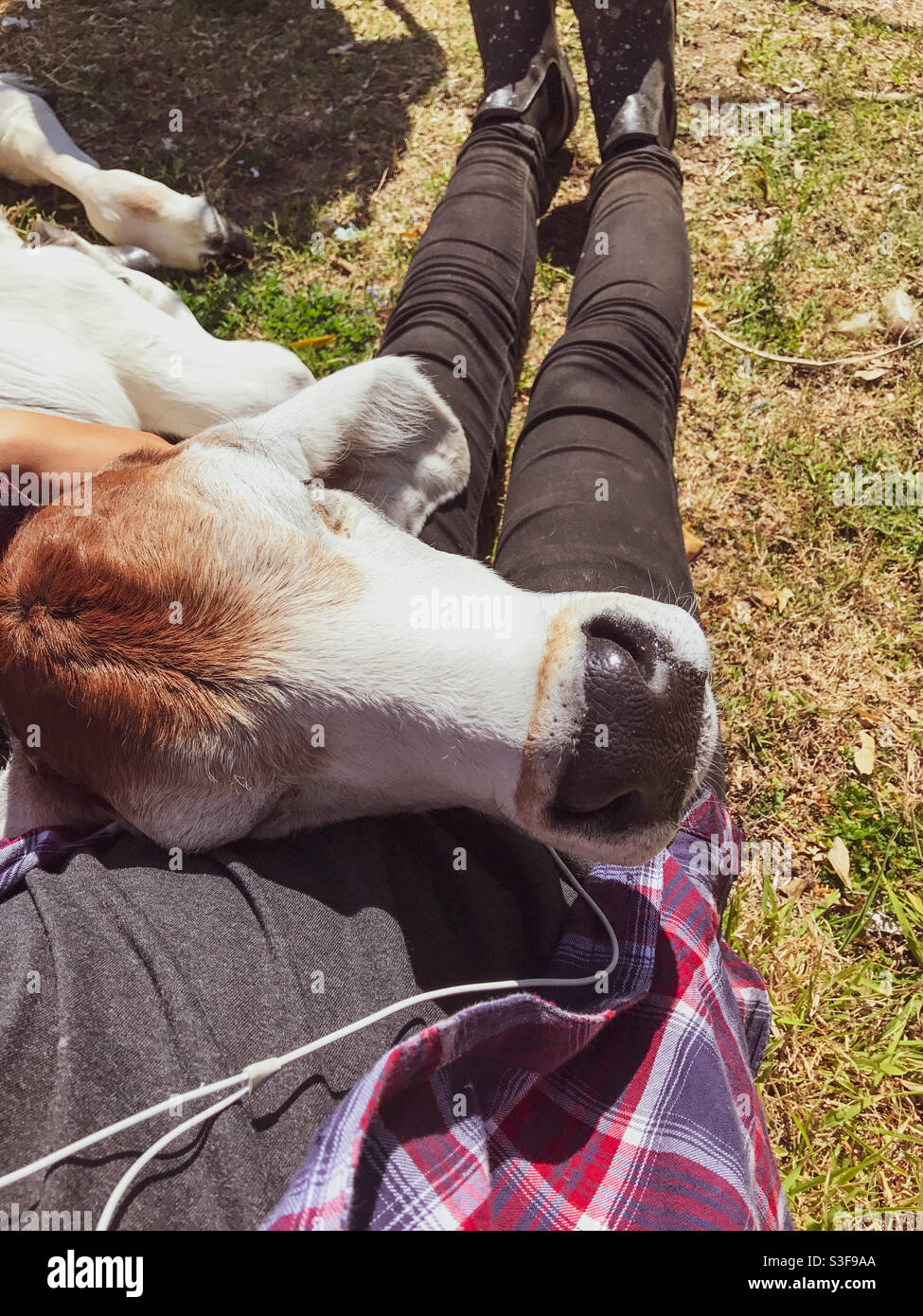 Poddy calf cuddling with «mom» Stock Photo - Alamy
