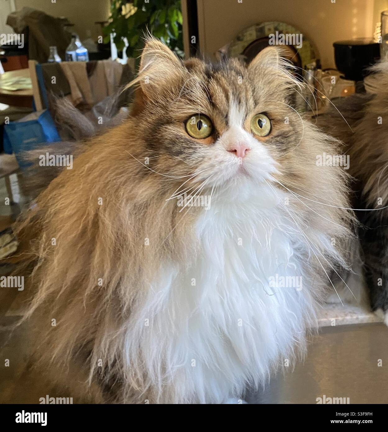 Simba pose hi-res stock photography and images - Alamy