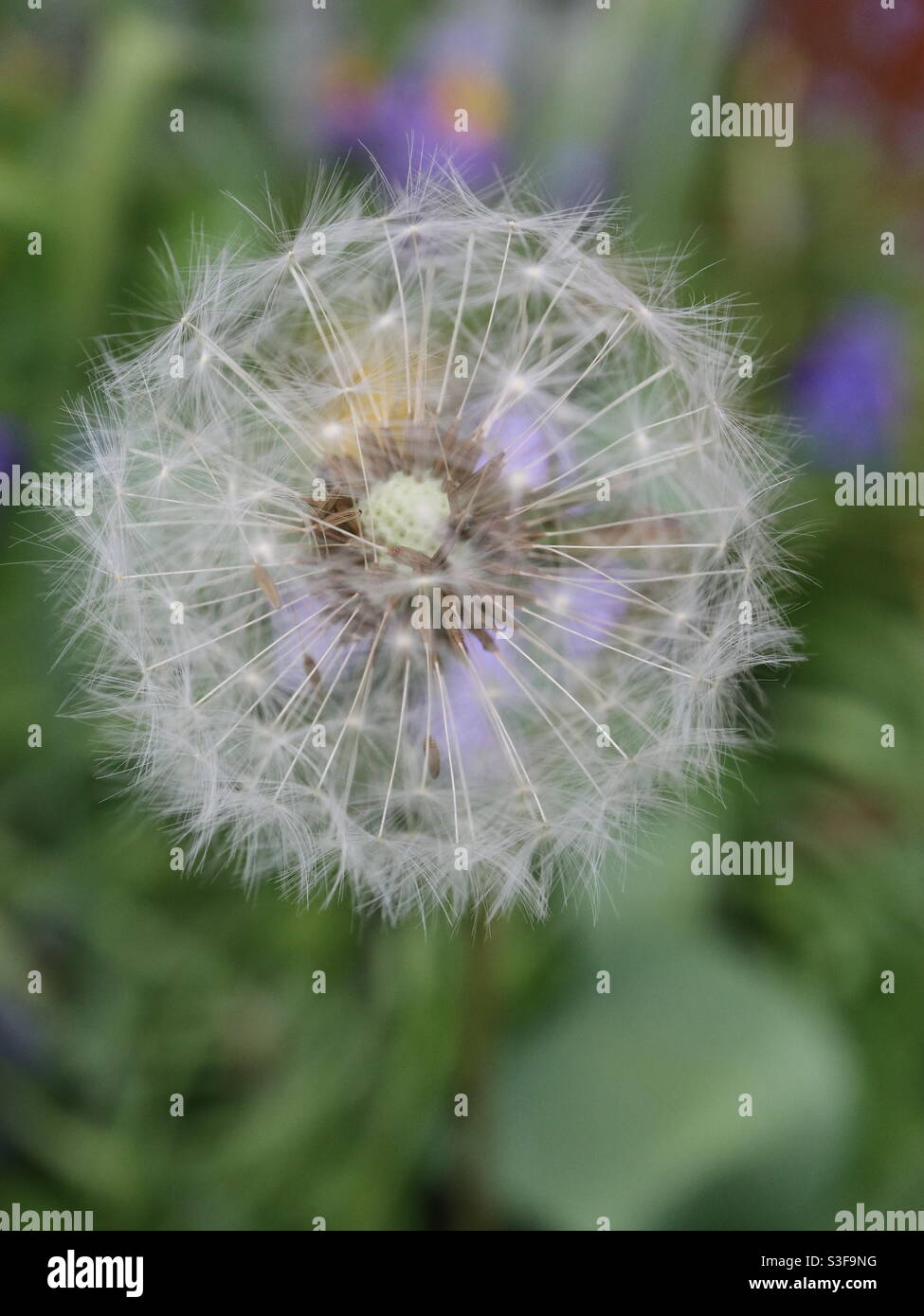 Common Dandelion Seed flower Stock Photo - Alamy