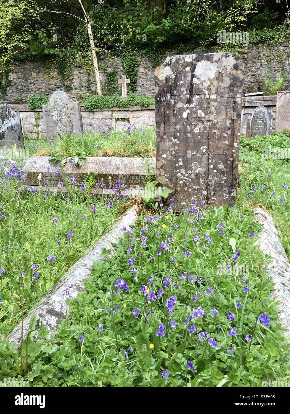 Wild bluebells in a tomb in a graveyard Stock Photo - Alamy