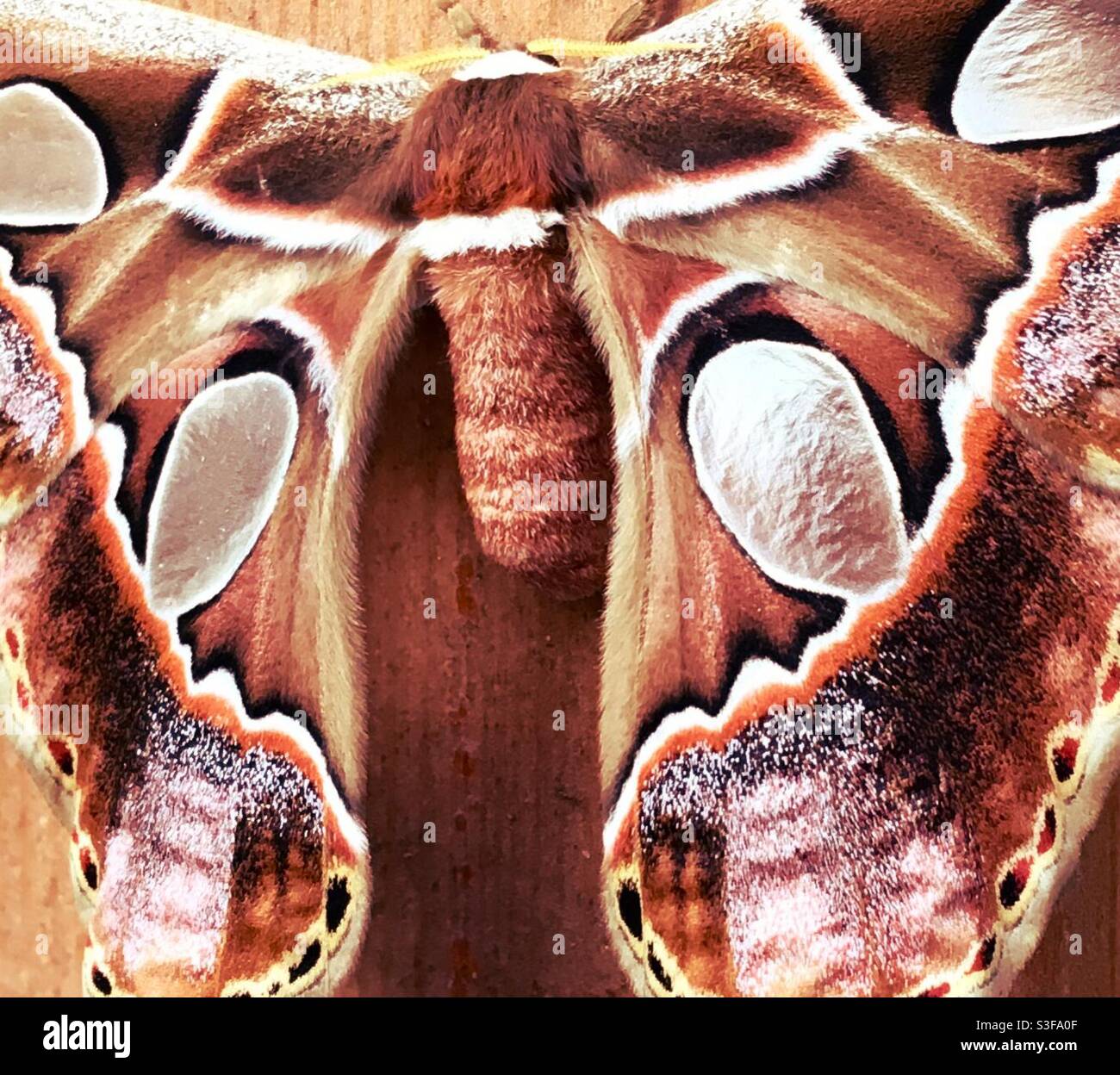 Rothschildia lebeau inca hi-res stock photography and images - Alamy