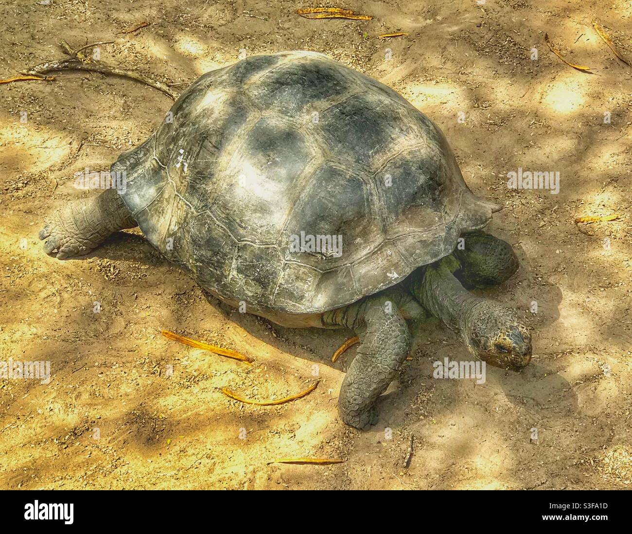 Isabela galapagos tortoise hi-res stock photography and images - Alamy