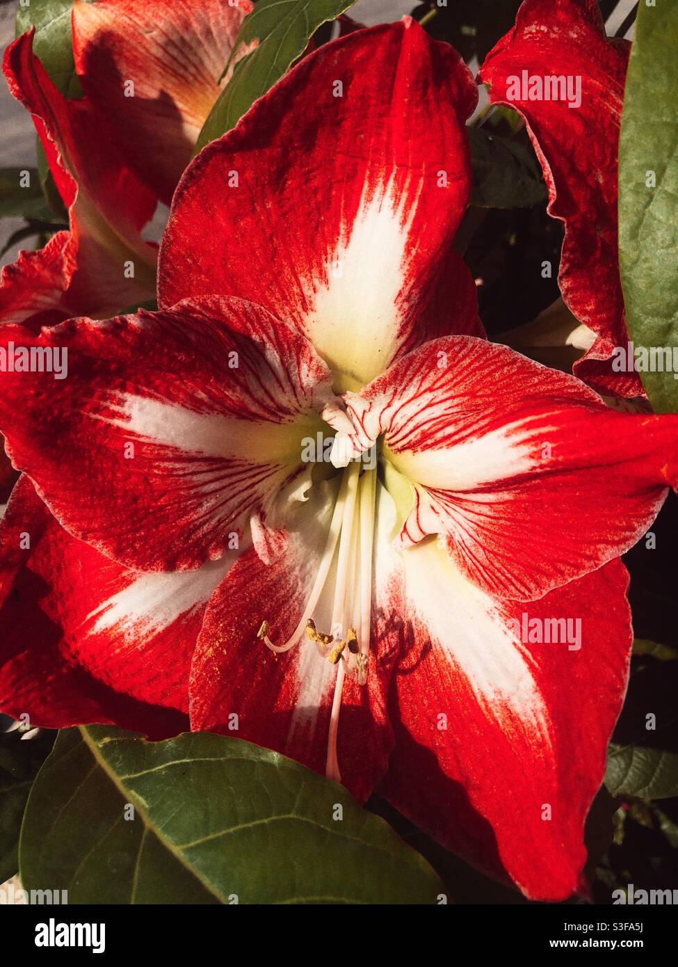 Red lilium hi-res stock photography and images - Alamy