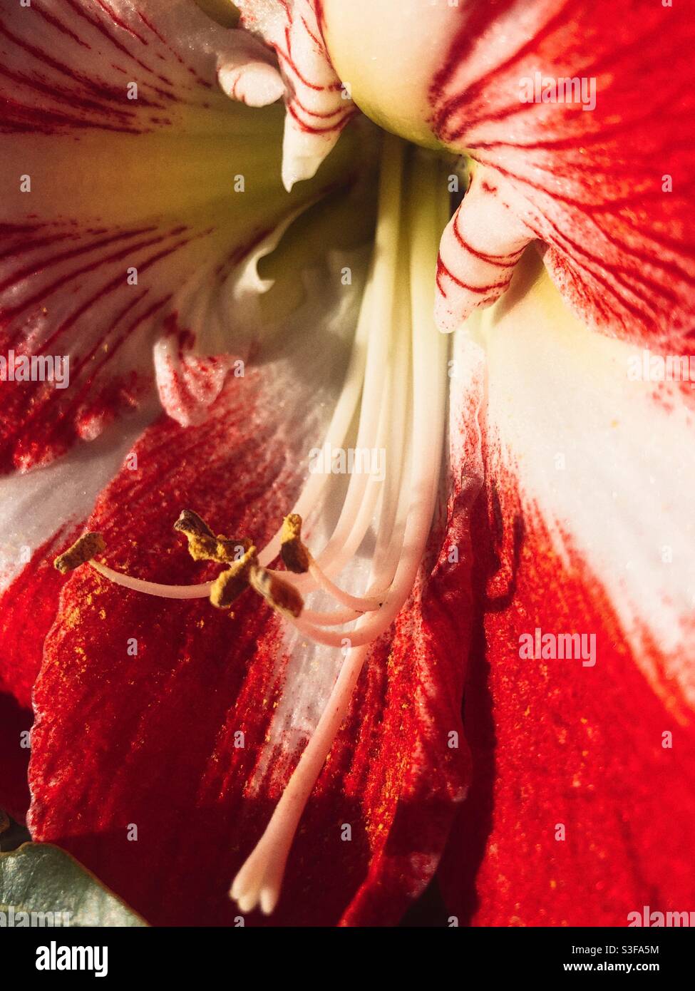Red lilium flower hi-res stock photography and images - Alamy
