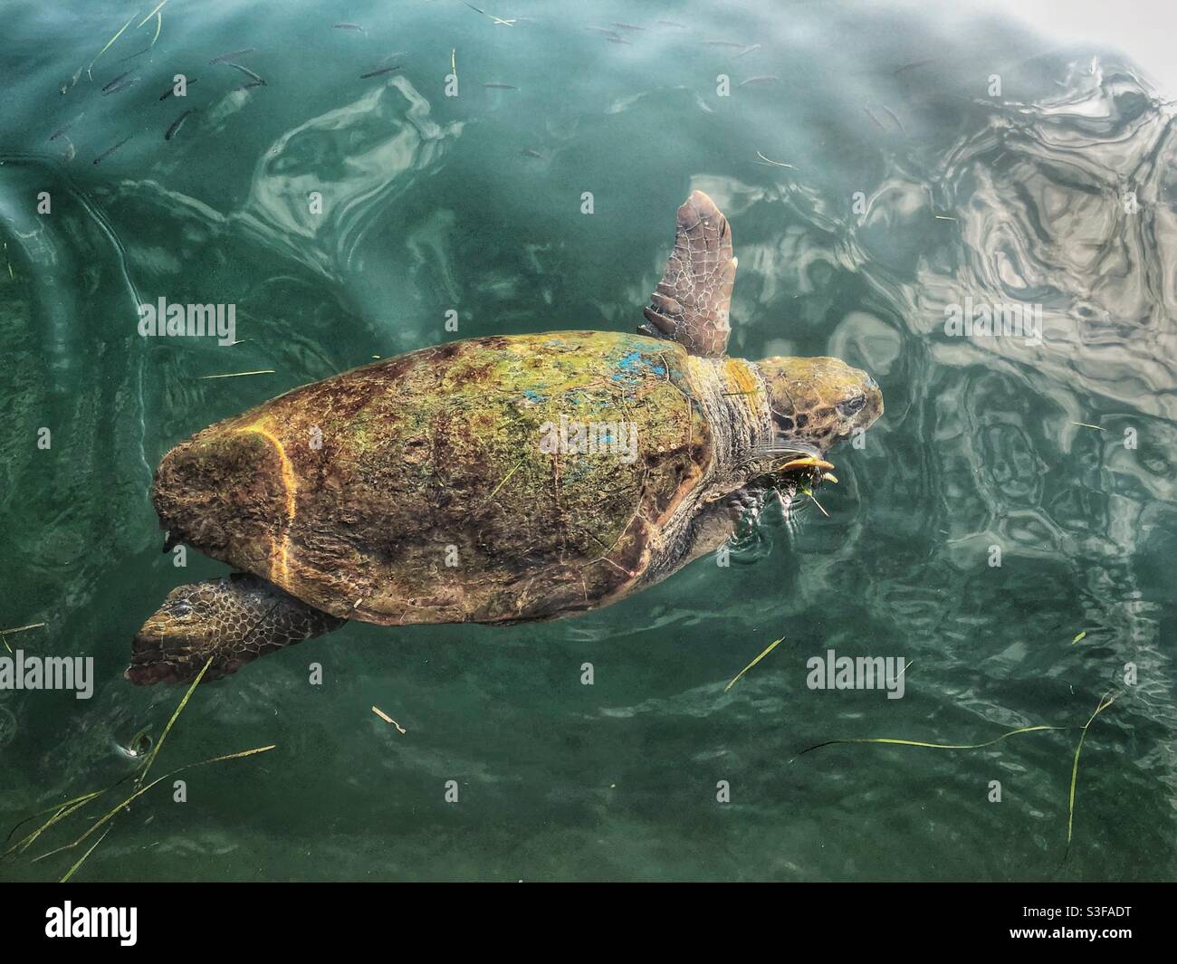 Argostoli kefalonia turtle hi-res stock photography and images - Alamy