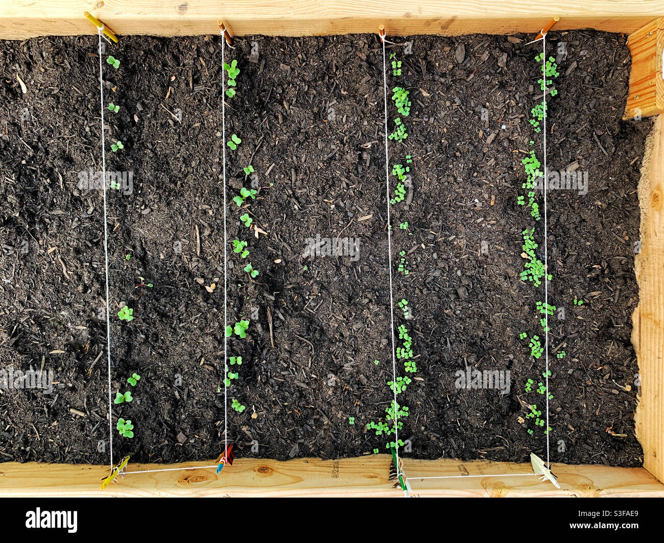 Neat rows of newly sprouted green seedlings in a wooden planter box ...