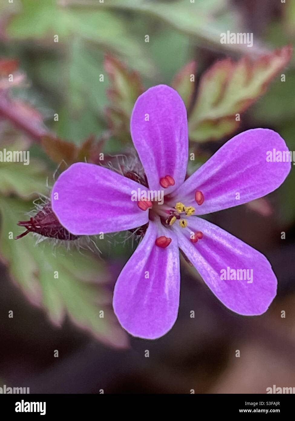 Magenta flower hi-res stock photography and images - Alamy