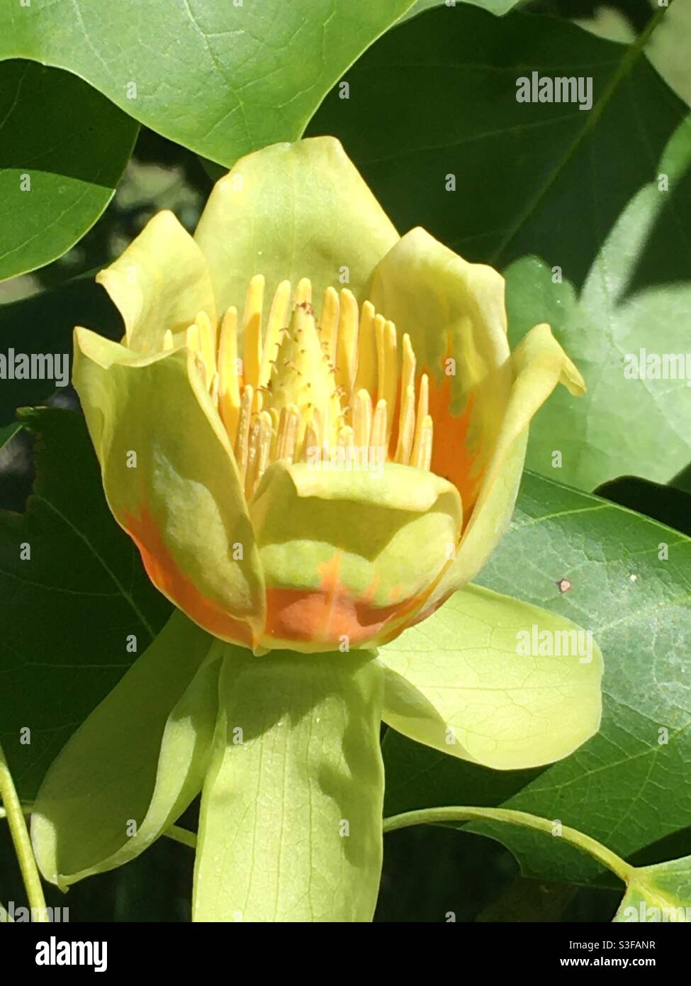 Liriodendron tulipifera flower hi-res stock photography and images - Alamy