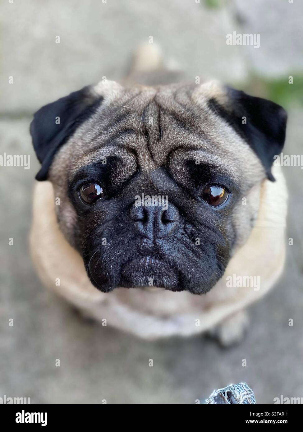 Handsome pug hi-res stock photography and images - Alamy