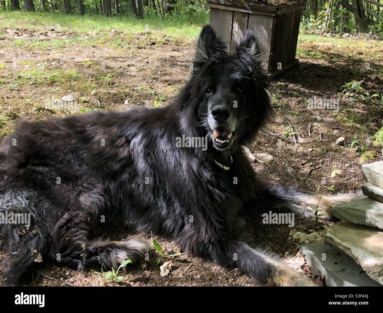 Old big dog hi-res stock photography and images - Alamy