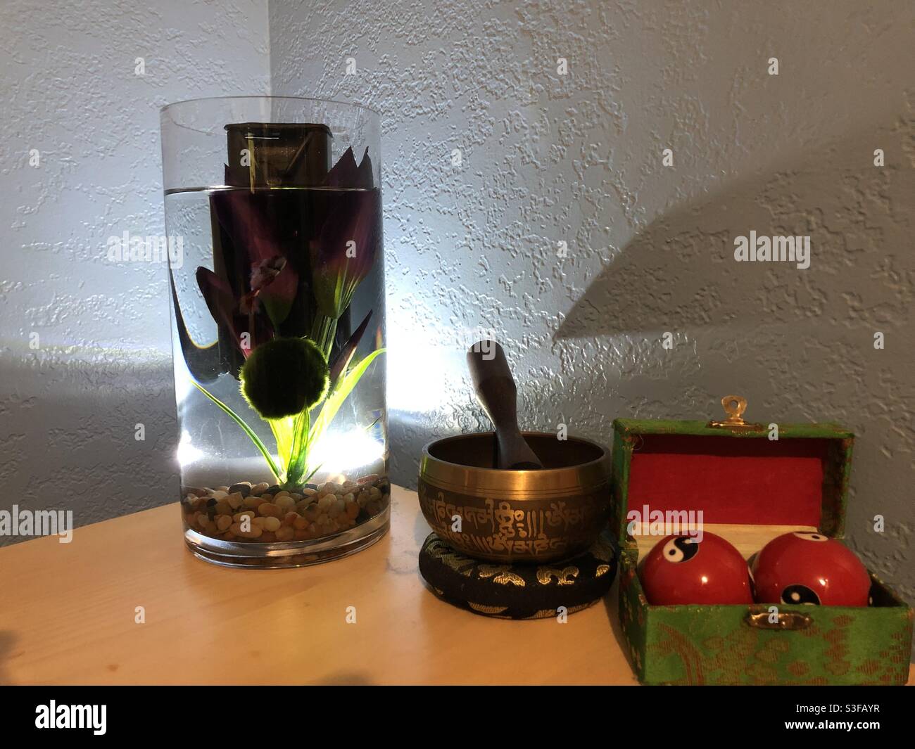 Betta fighting fish hi-res stock photography and images - Alamy