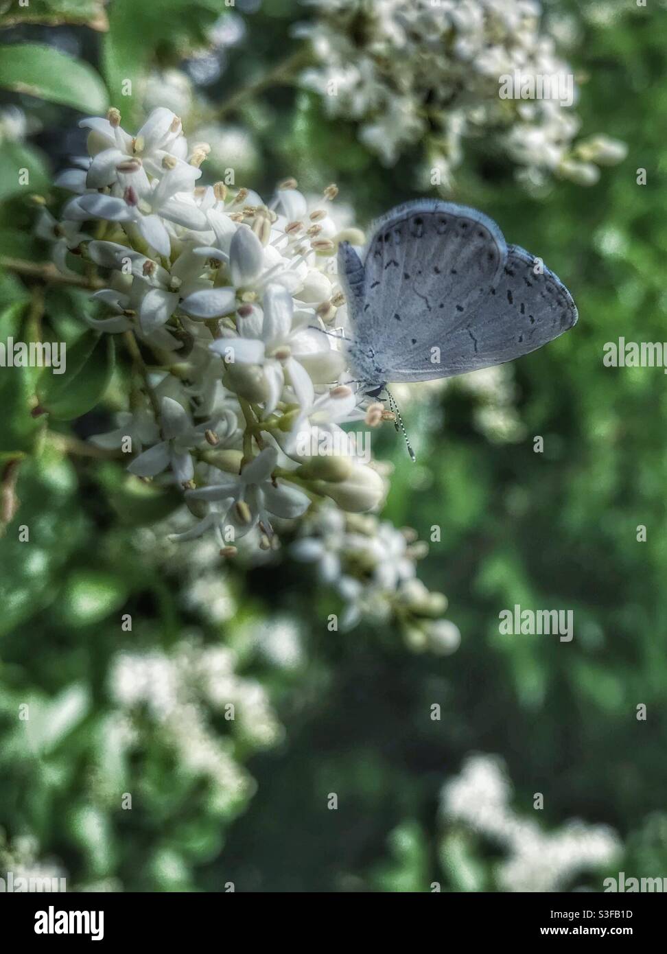 Blue butterfly on white blossom in spring Stock Photo - Alamy