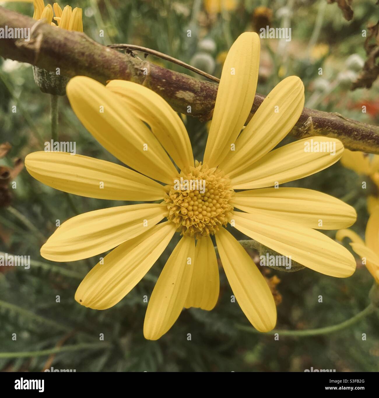 Large Yellow Flower High Resolution Stock Photography and Images - Alamy
