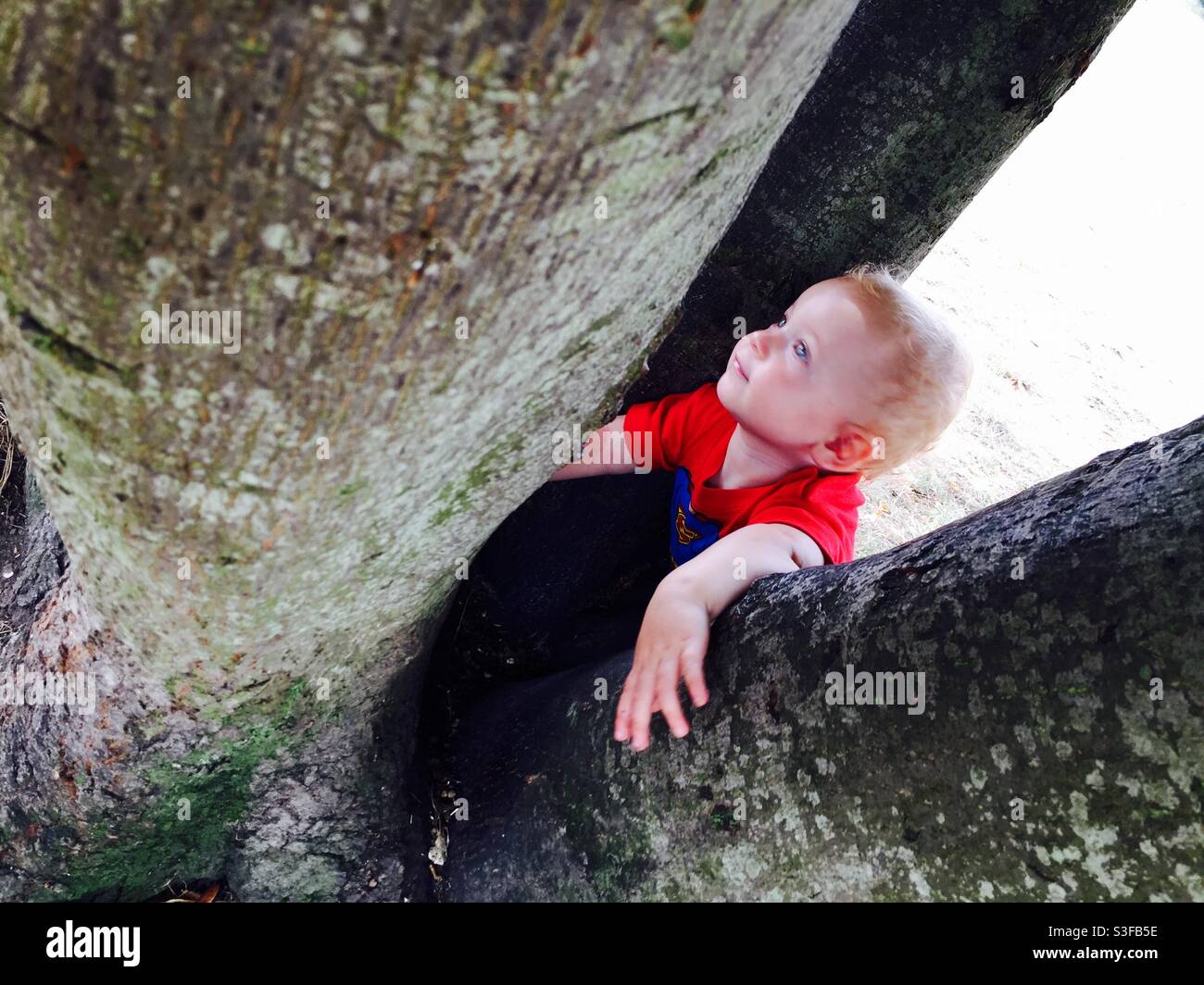 Boy in tree trunk hi-res stock photography and images - Alamy