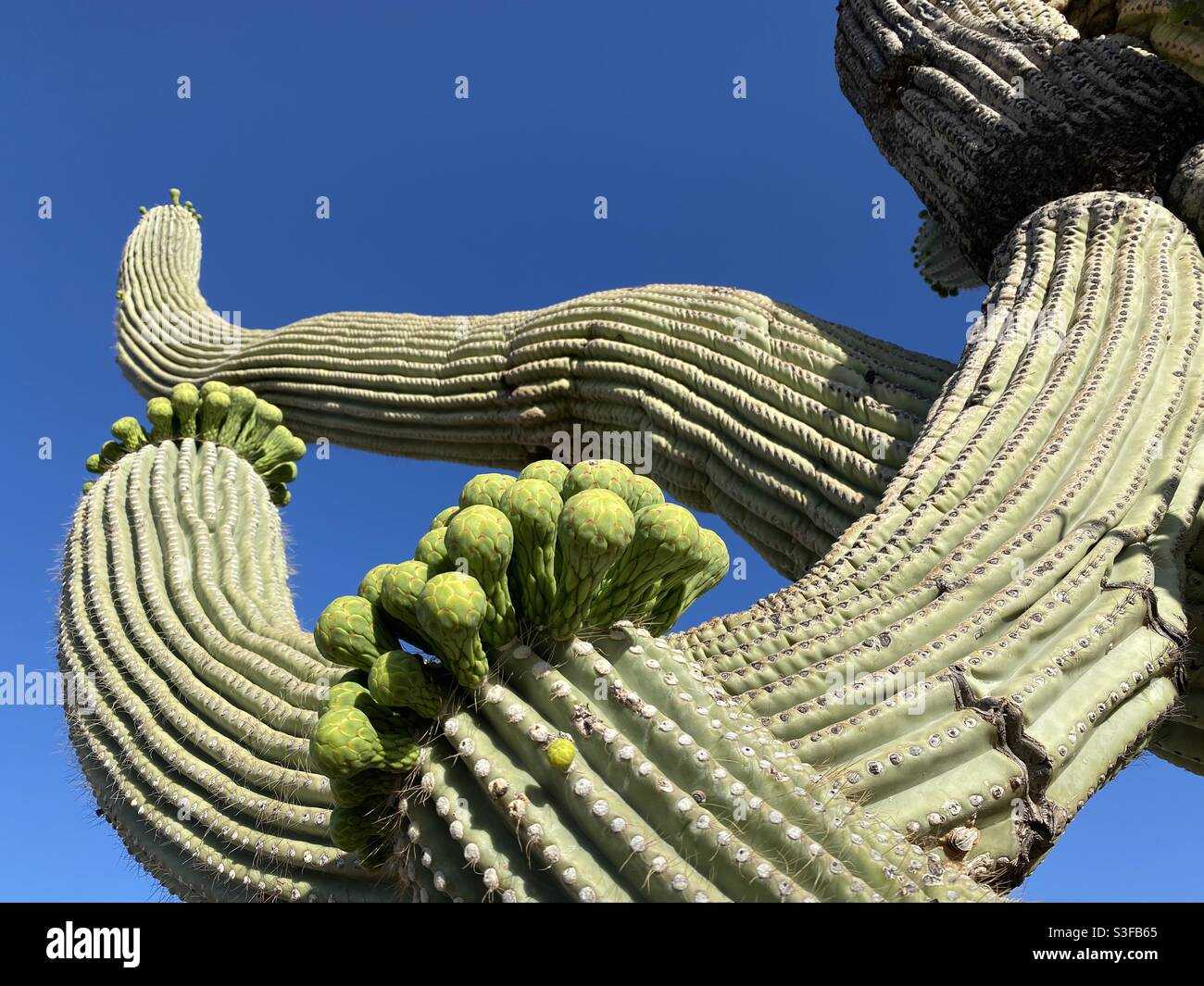Cactus arms hi-res stock photography and images - Alamy