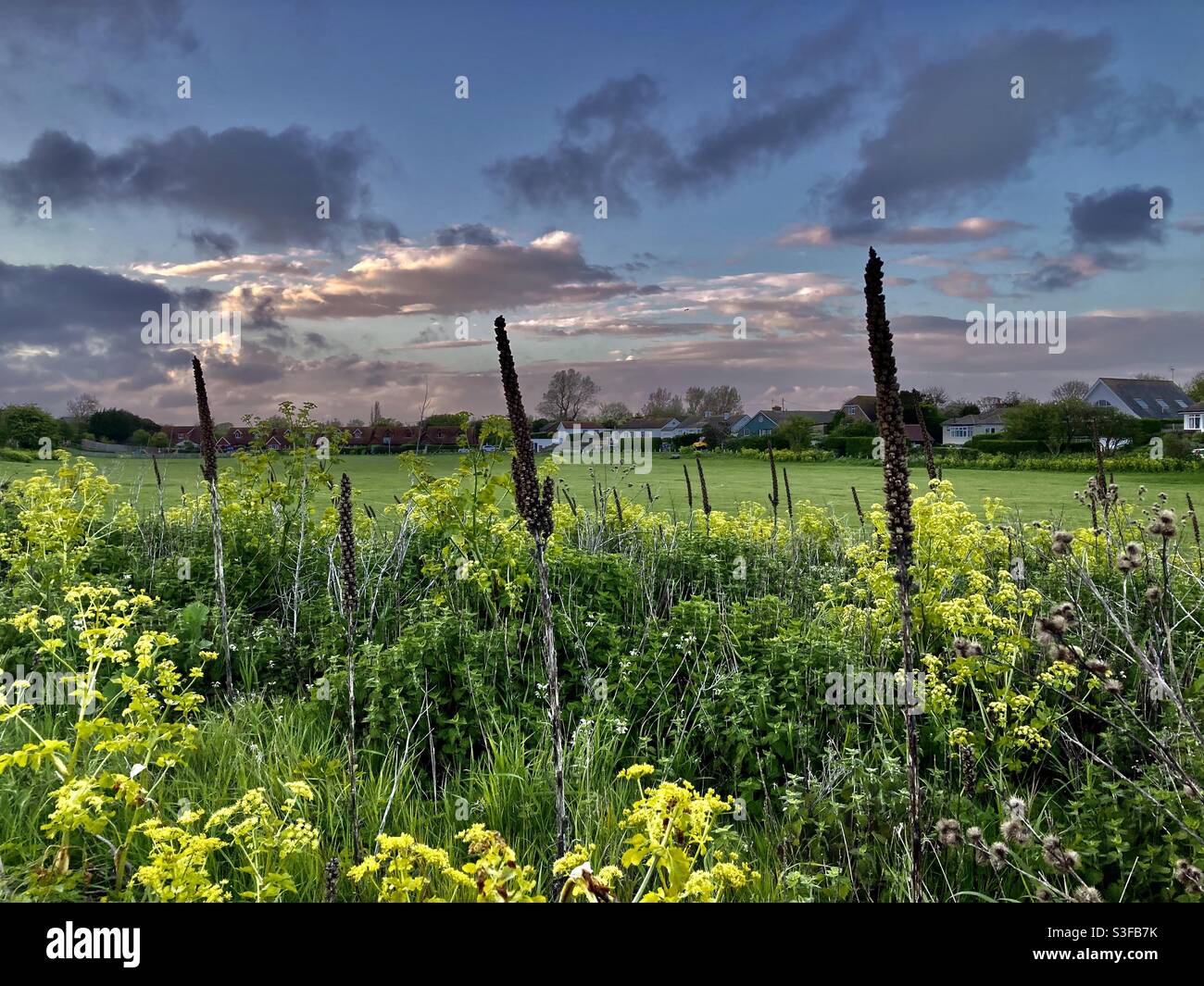 Sports and flowers hi-res stock photography and images - Alamy