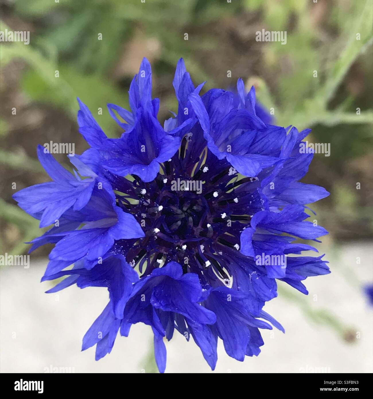 Flor estrella hi-res stock photography and images - Alamy