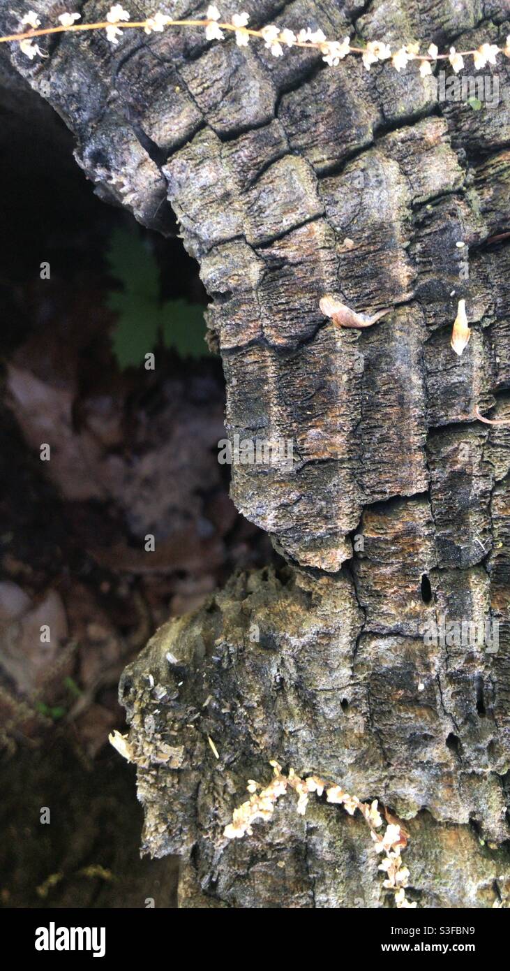 Capas hi-res stock photography and images - Alamy