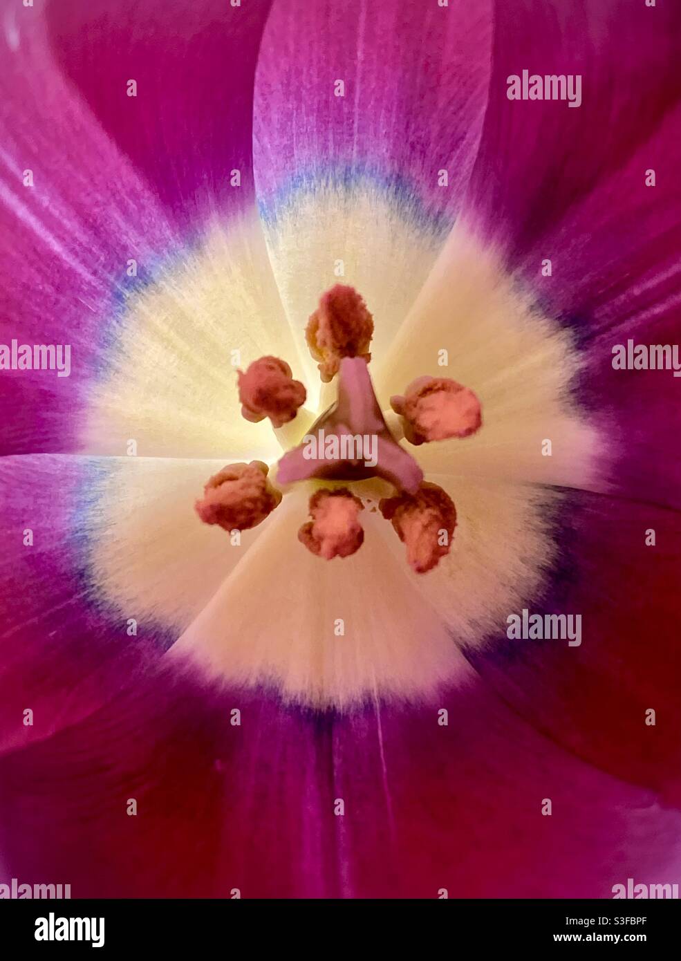 Reproductive parts of a plant hi-res stock photography and images - Alamy