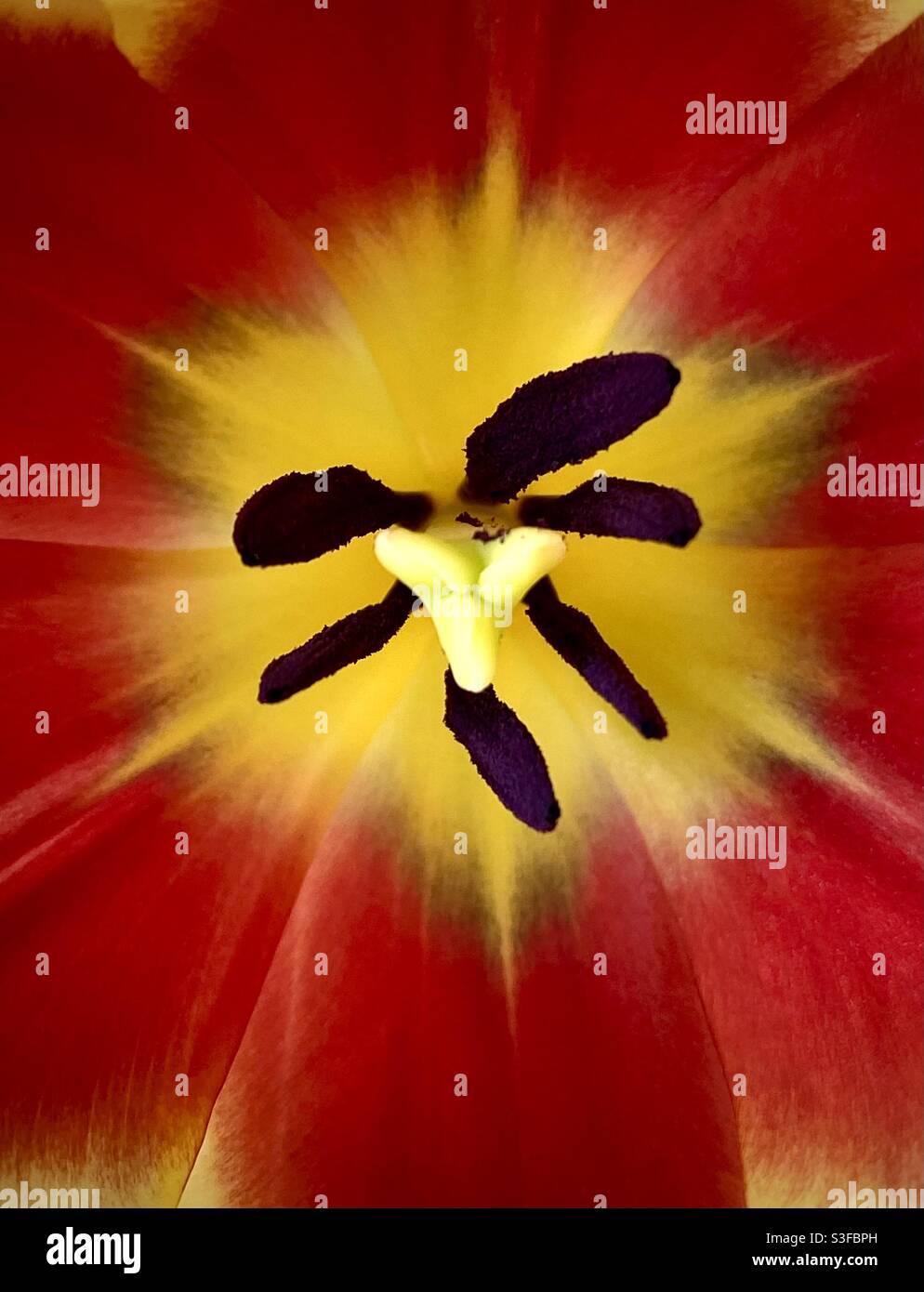 The reproductive parts of a tulip Stock Photo - Alamy