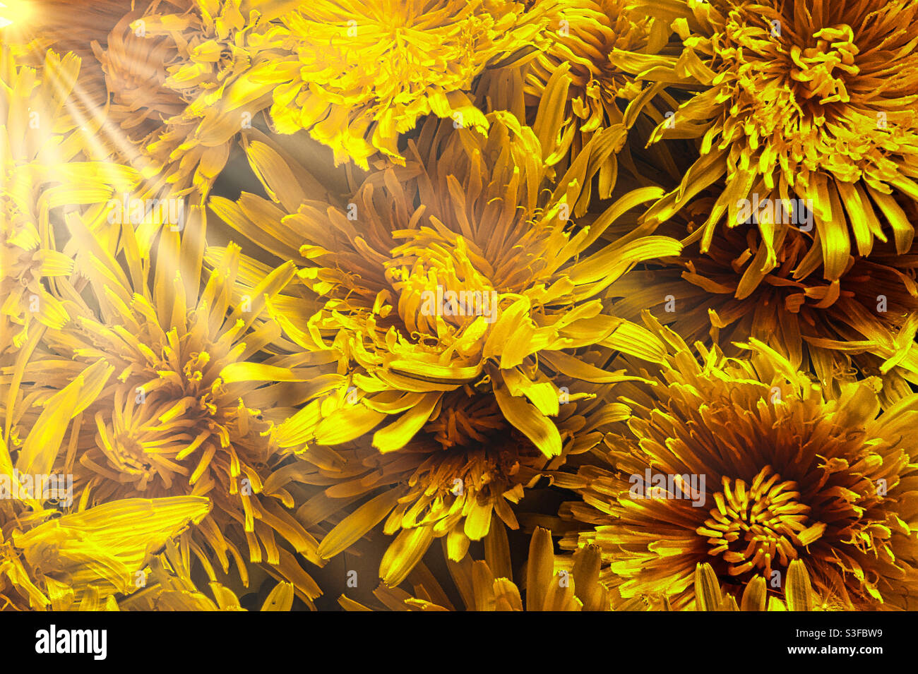 Rays sunshine hi-res stock photography and images - Alamy