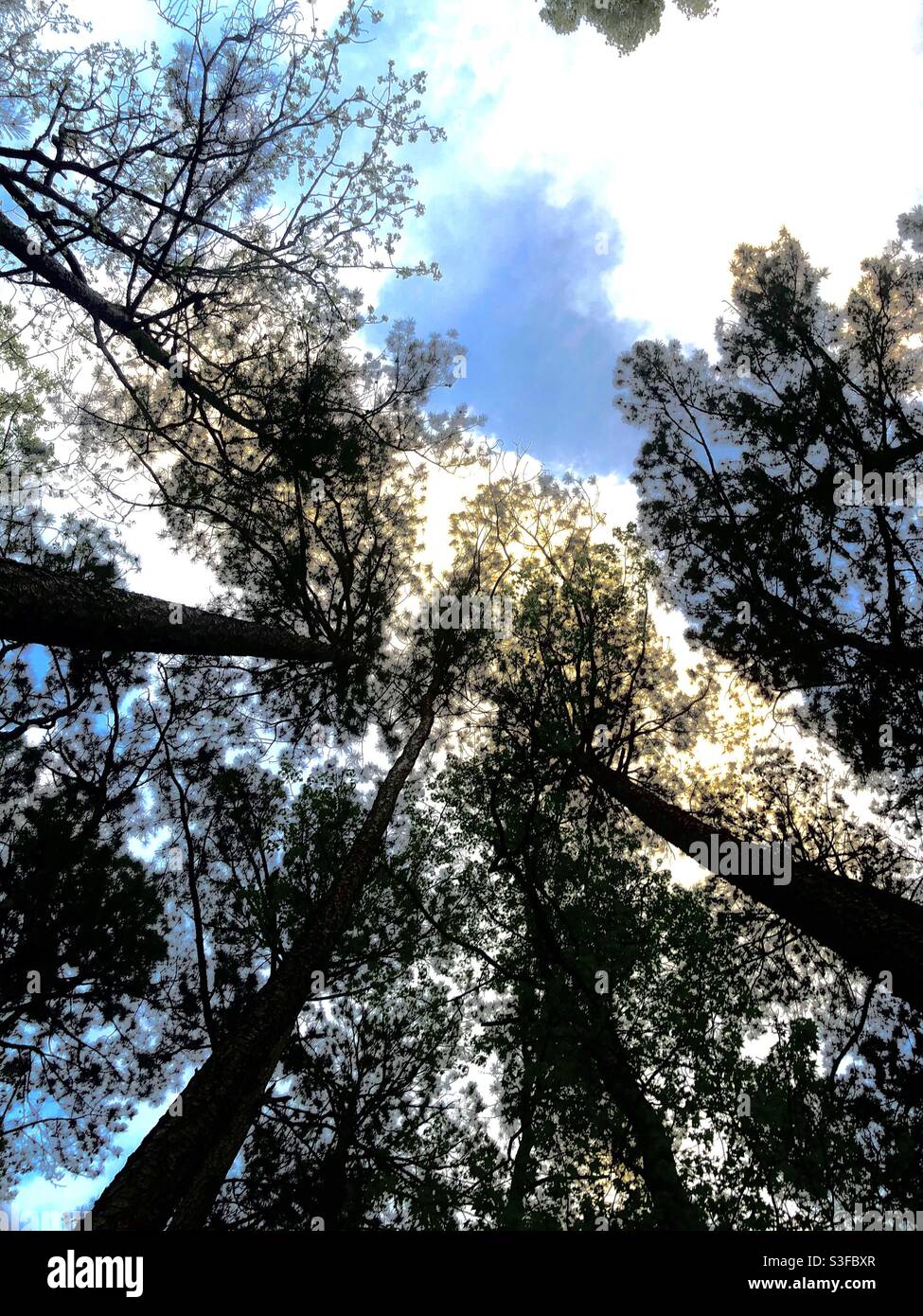 Canopy and sky hi-res stock photography and images - Alamy