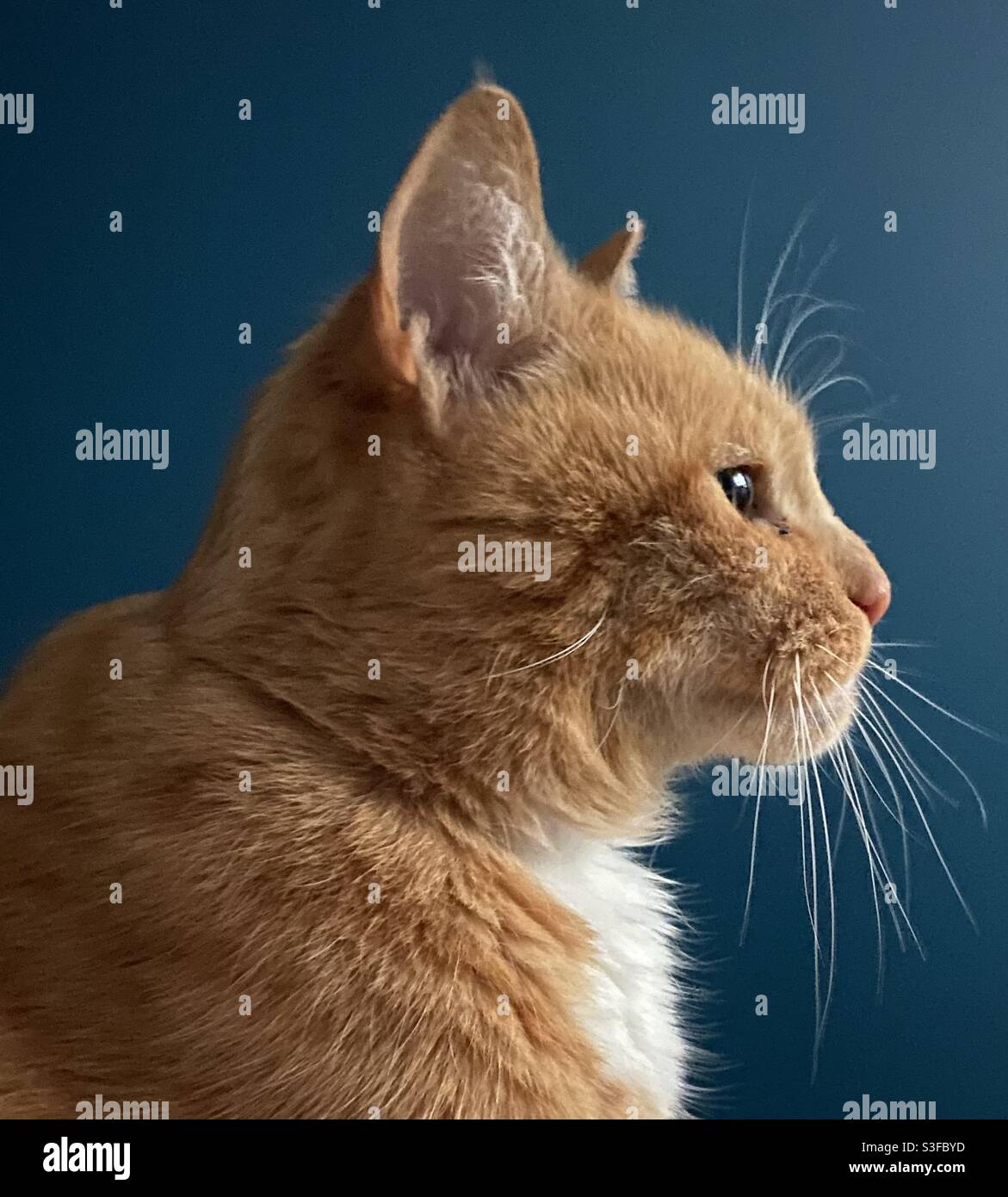 Orange cat hi-res stock photography and images - Alamy