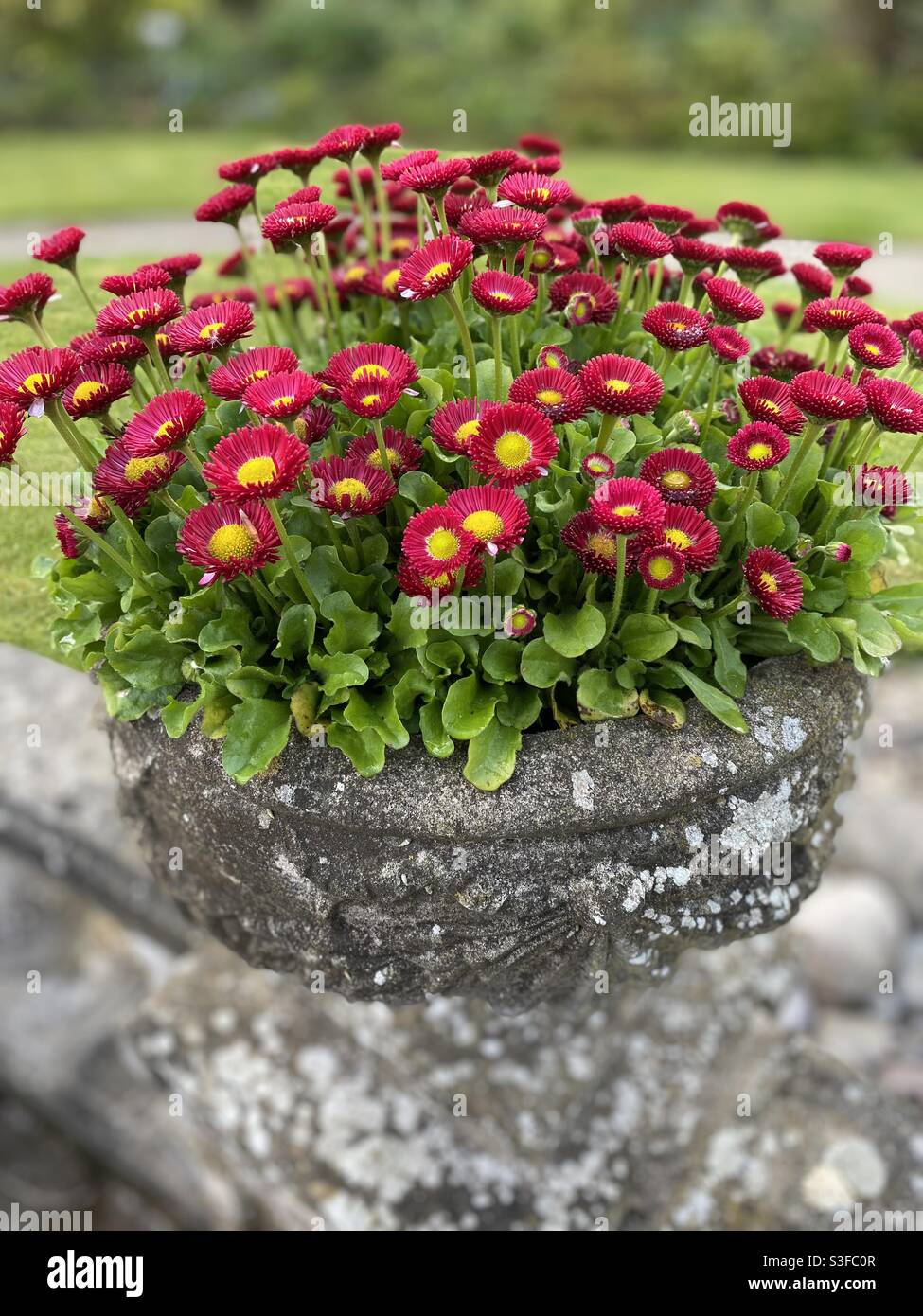 Spring daisy container hi-res stock photography and images - Alamy